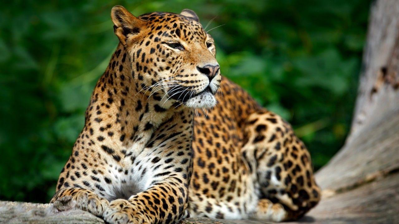 Animals 4k Wallpapers - Top Free Animals 4k Backgrounds - WallpaperAccess