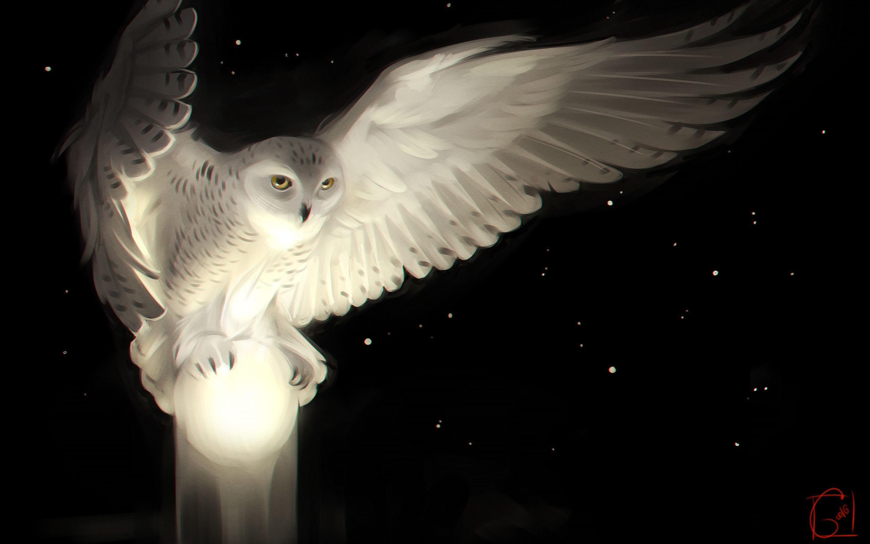 Snowy Owl Wallpapers - Top Free Snowy Owl Backgrounds - WallpaperAccess