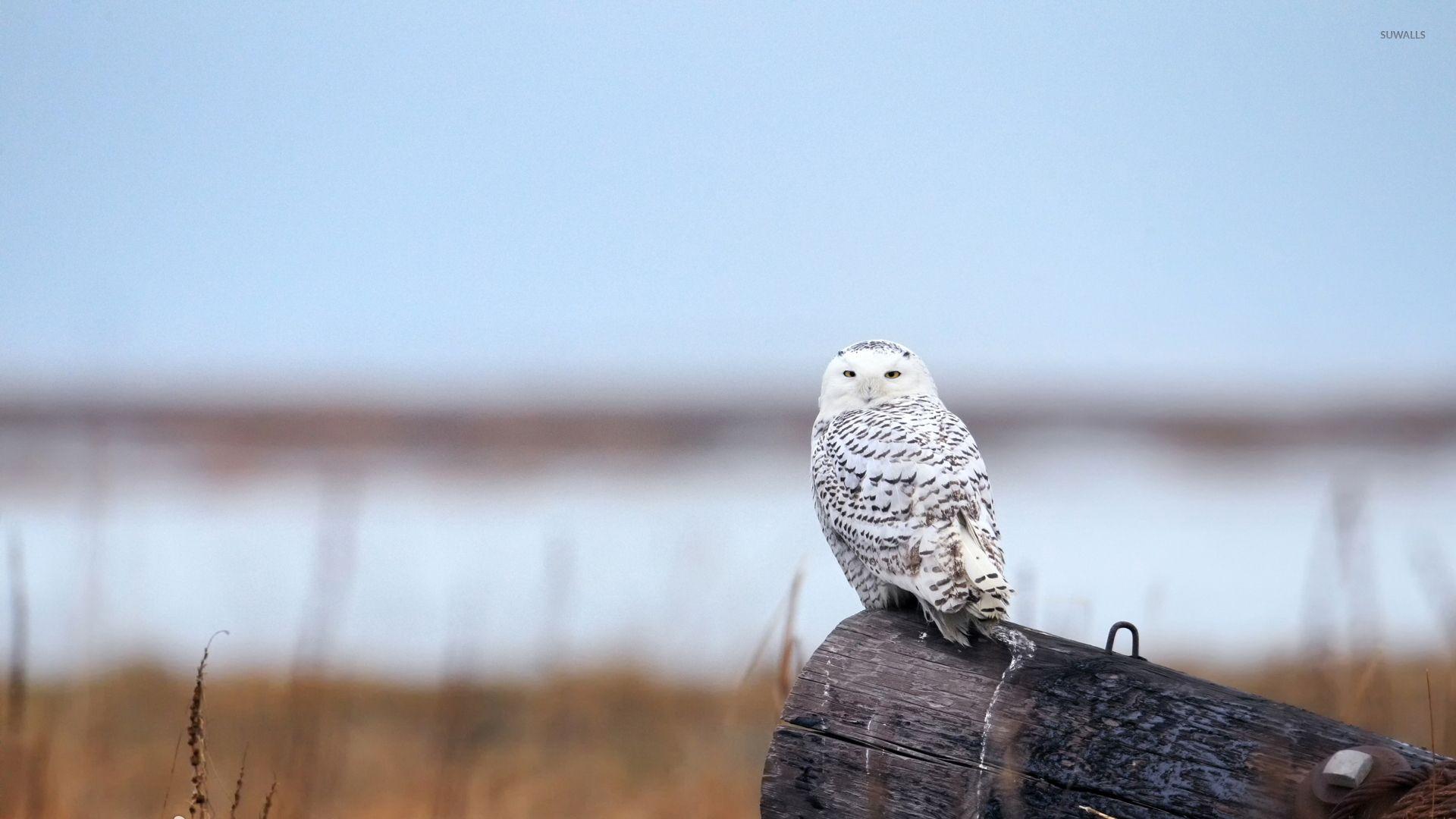 Snowy Owl Wallpapers - Top Free Snowy Owl Backgrounds - WallpaperAccess