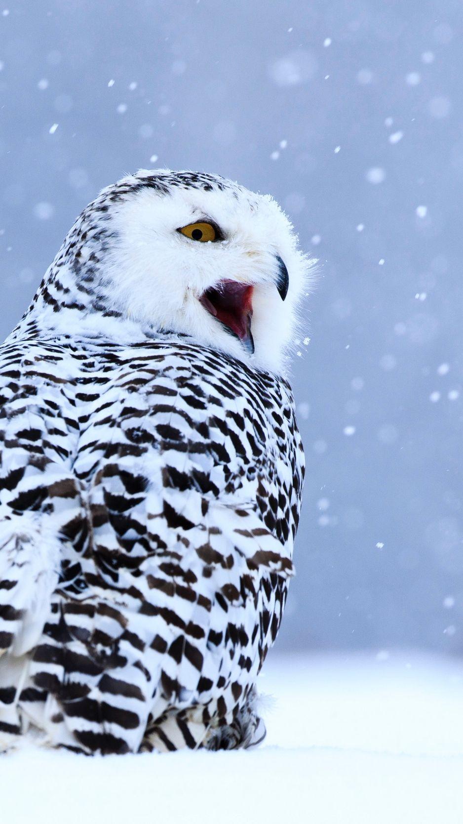 Snowy Owl Wallpapers - Top Free Snowy Owl Backgrounds - WallpaperAccess