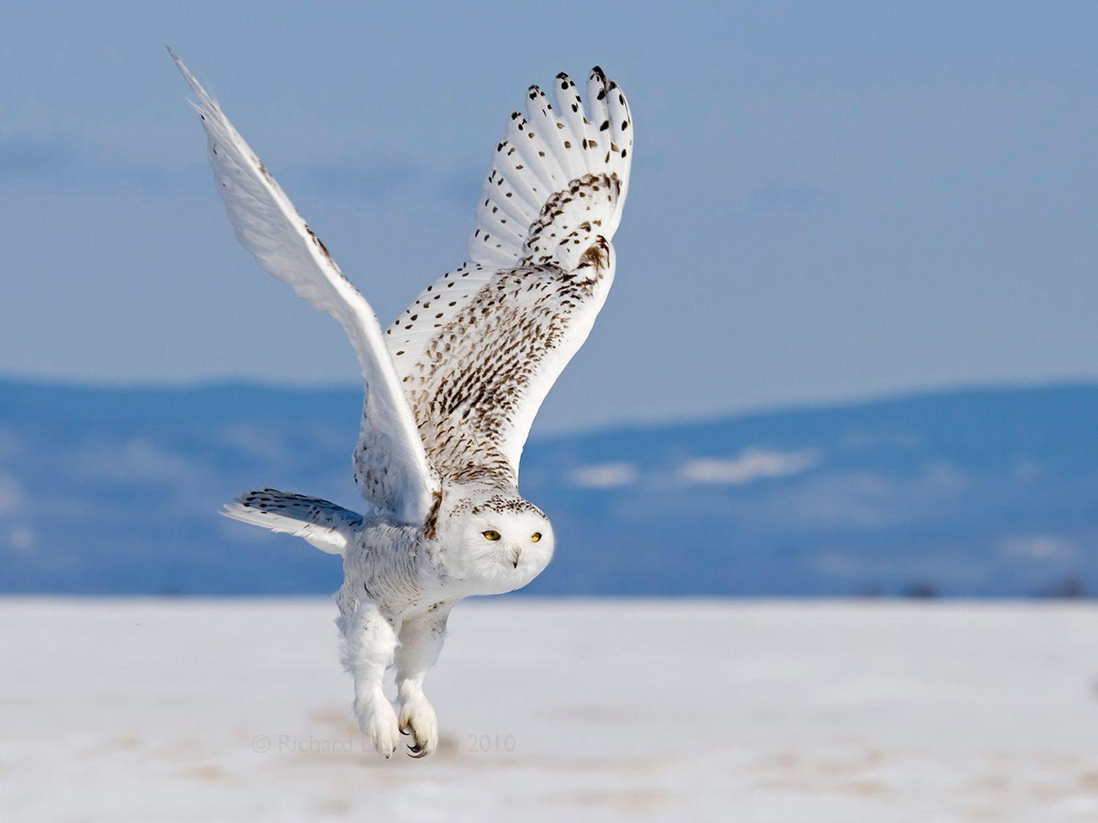 Snowy Owl Wallpapers - Top Free Snowy Owl Backgrounds - WallpaperAccess