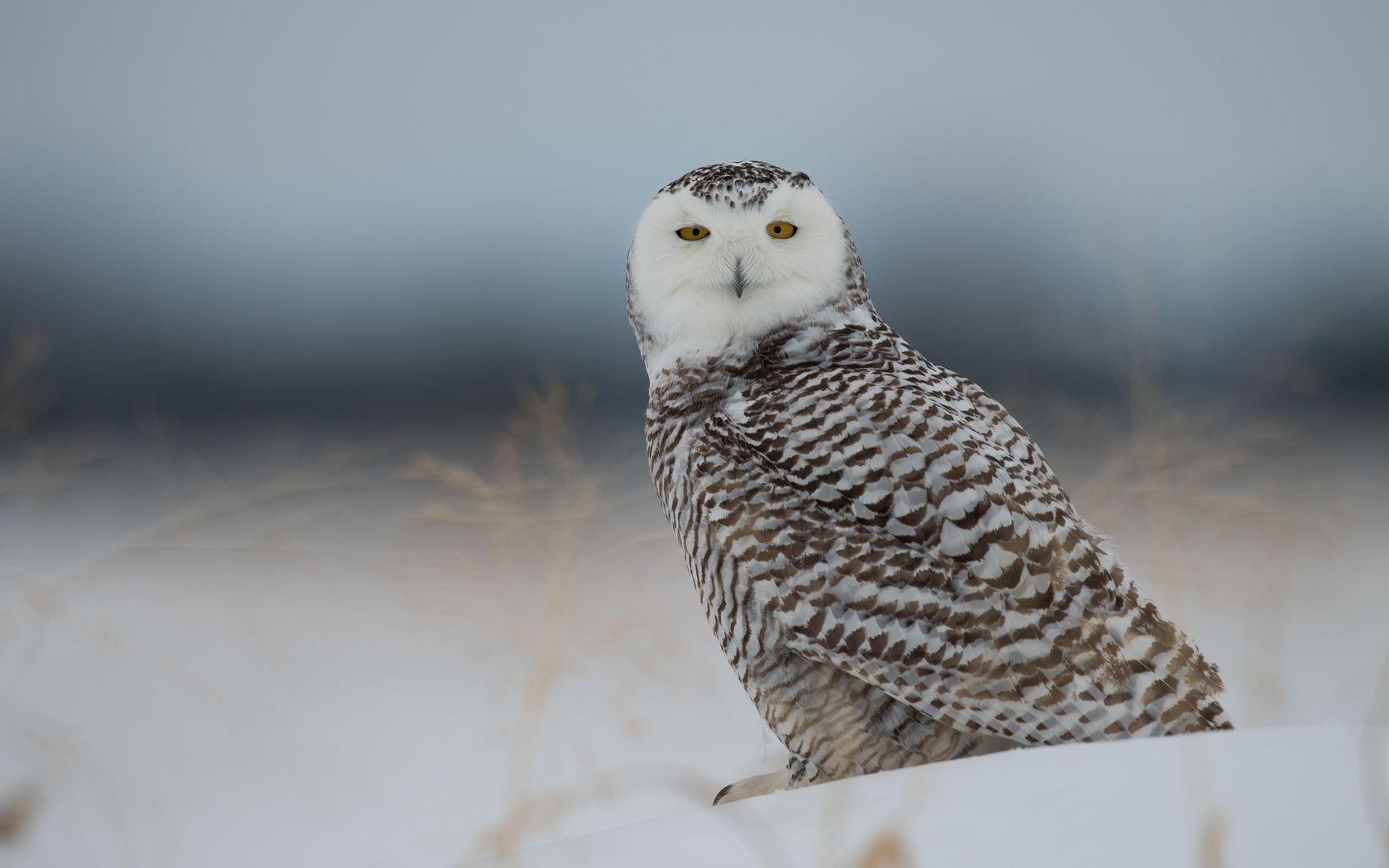 Snowy Owl Wallpapers - Top Free Snowy Owl Backgrounds - WallpaperAccess