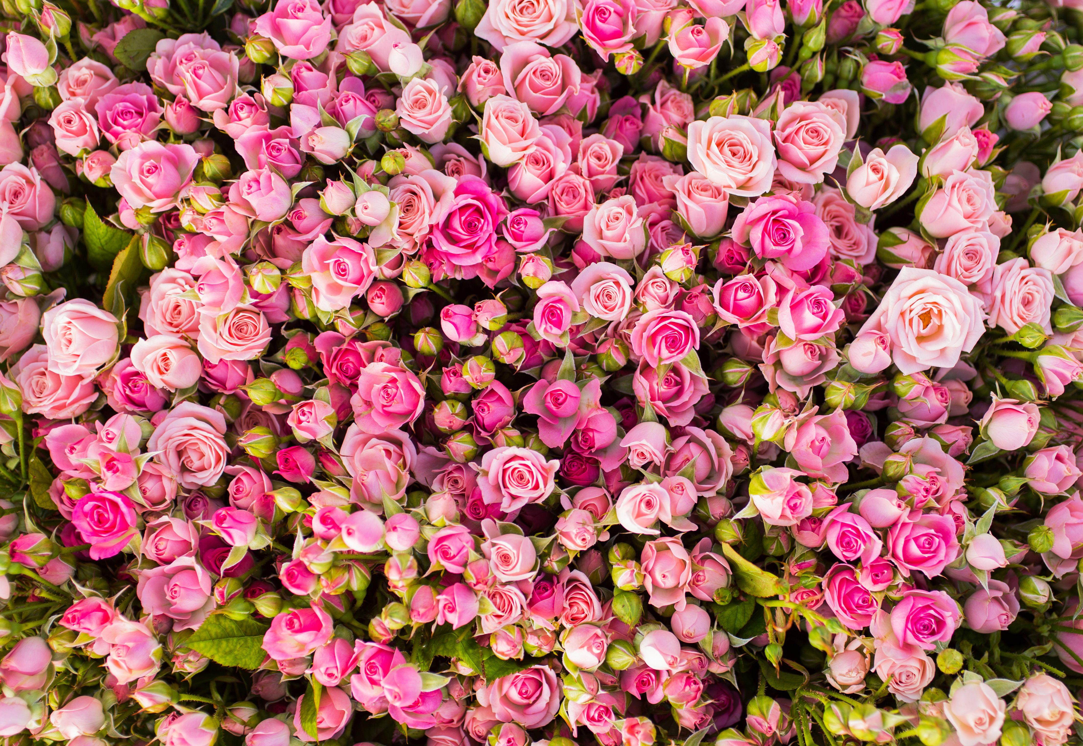 Floral 4K Wallpapers - Top Free Floral 4K Backgrounds - WallpaperAccess