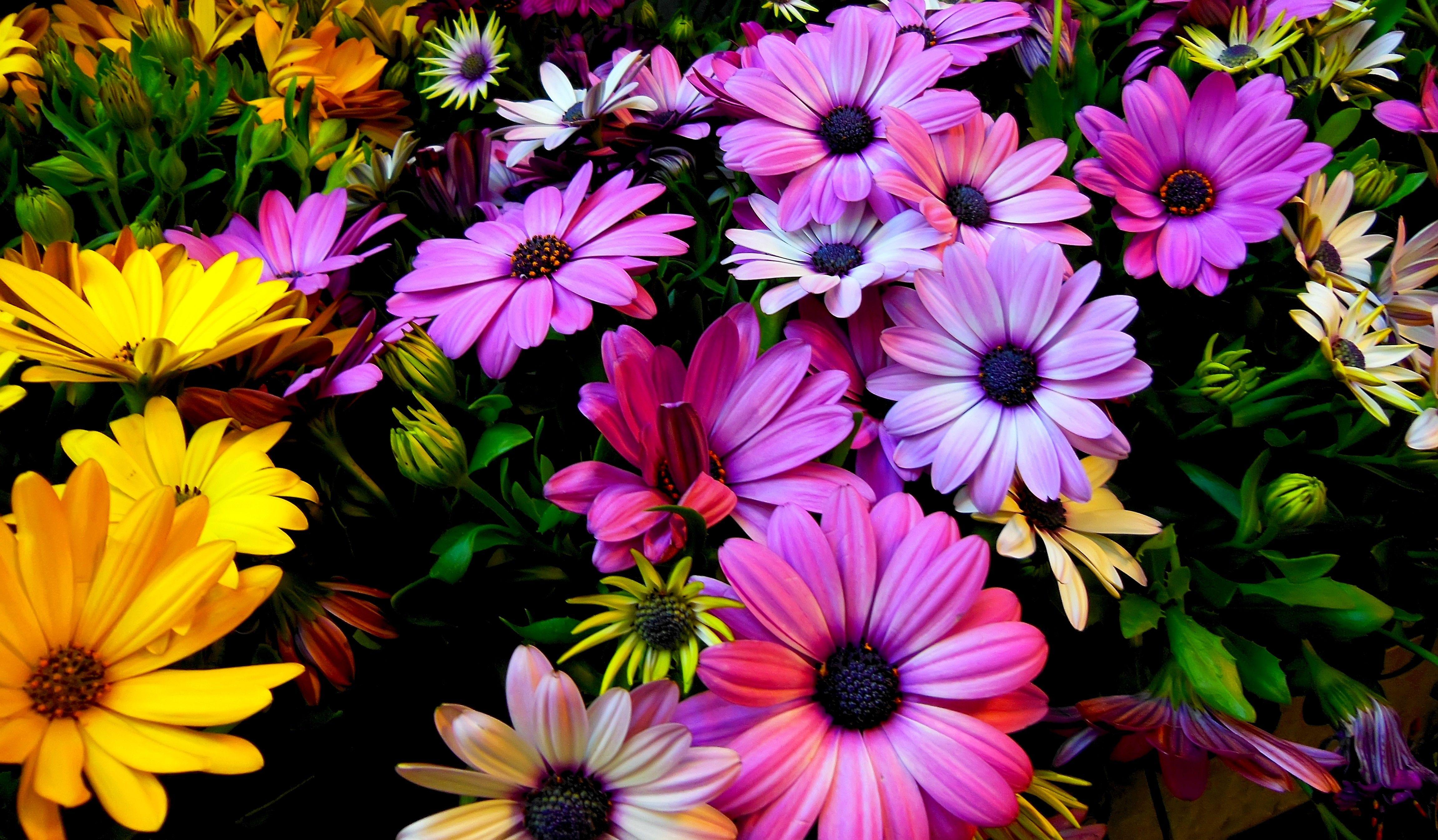 Floral 4K Wallpapers - Top Free Floral 4K Backgrounds - WallpaperAccess