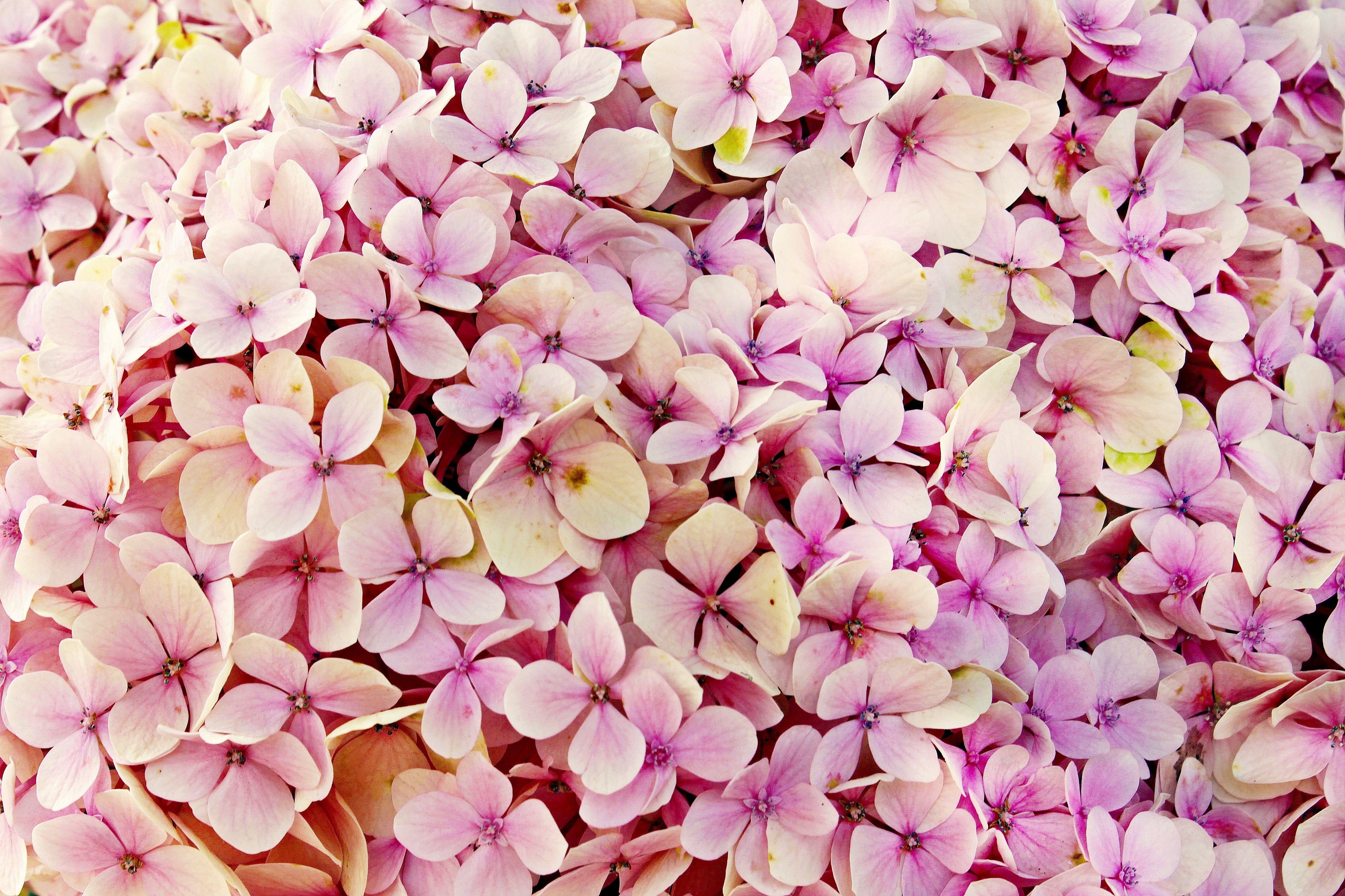 Floral 4K Wallpapers - Top Free Floral 4K Backgrounds - WallpaperAccess