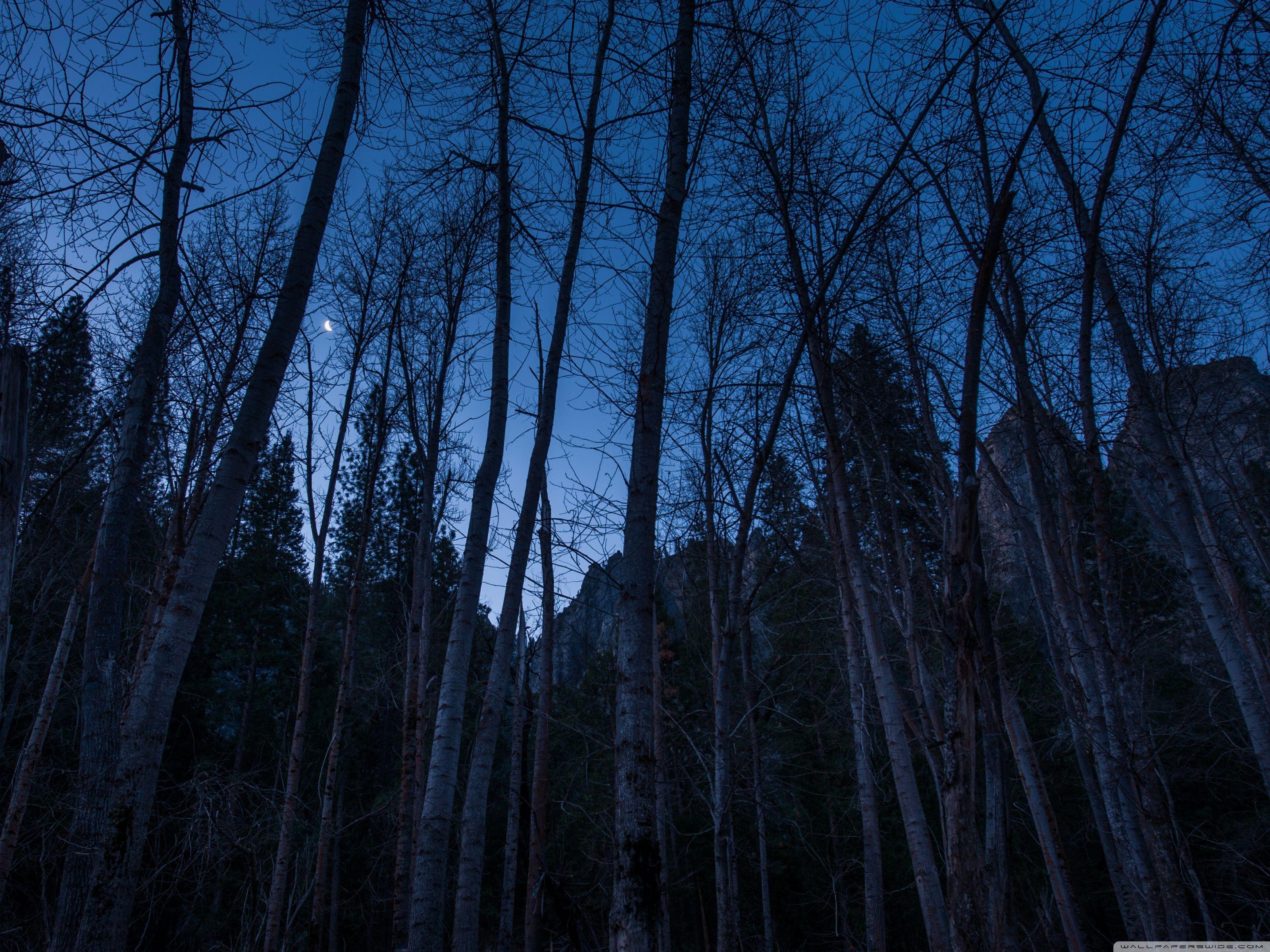 Night In the Woods Wallpapers - Top Free Night In the Woods Backgrounds ...