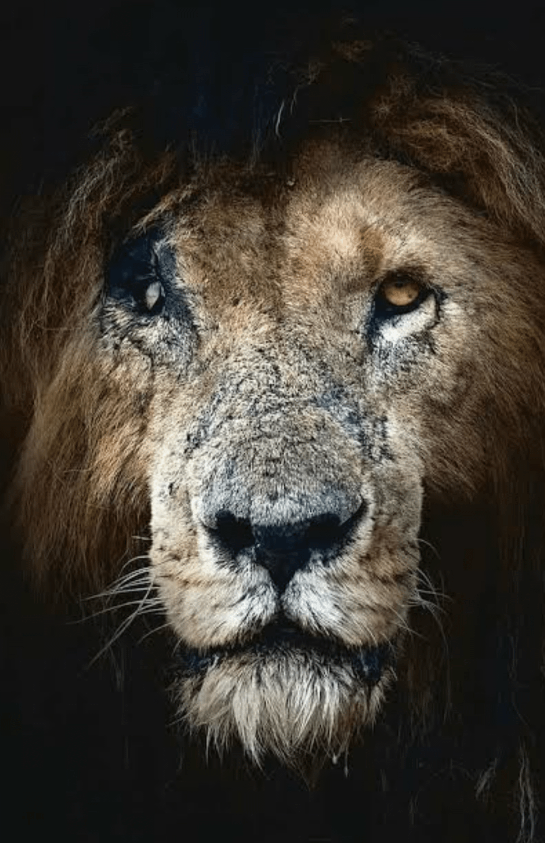 Scarface Lion Wallpapers - Top Free Scarface Lion Backgrounds ...