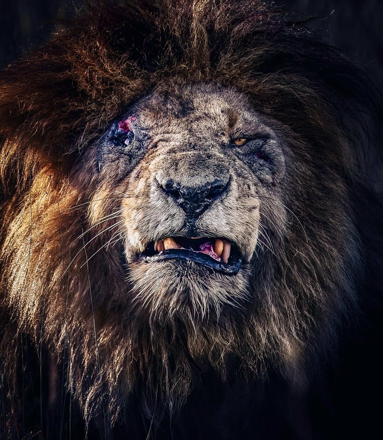 Scarface Lion Wallpapers - Top Free Scarface Lion Backgrounds ...