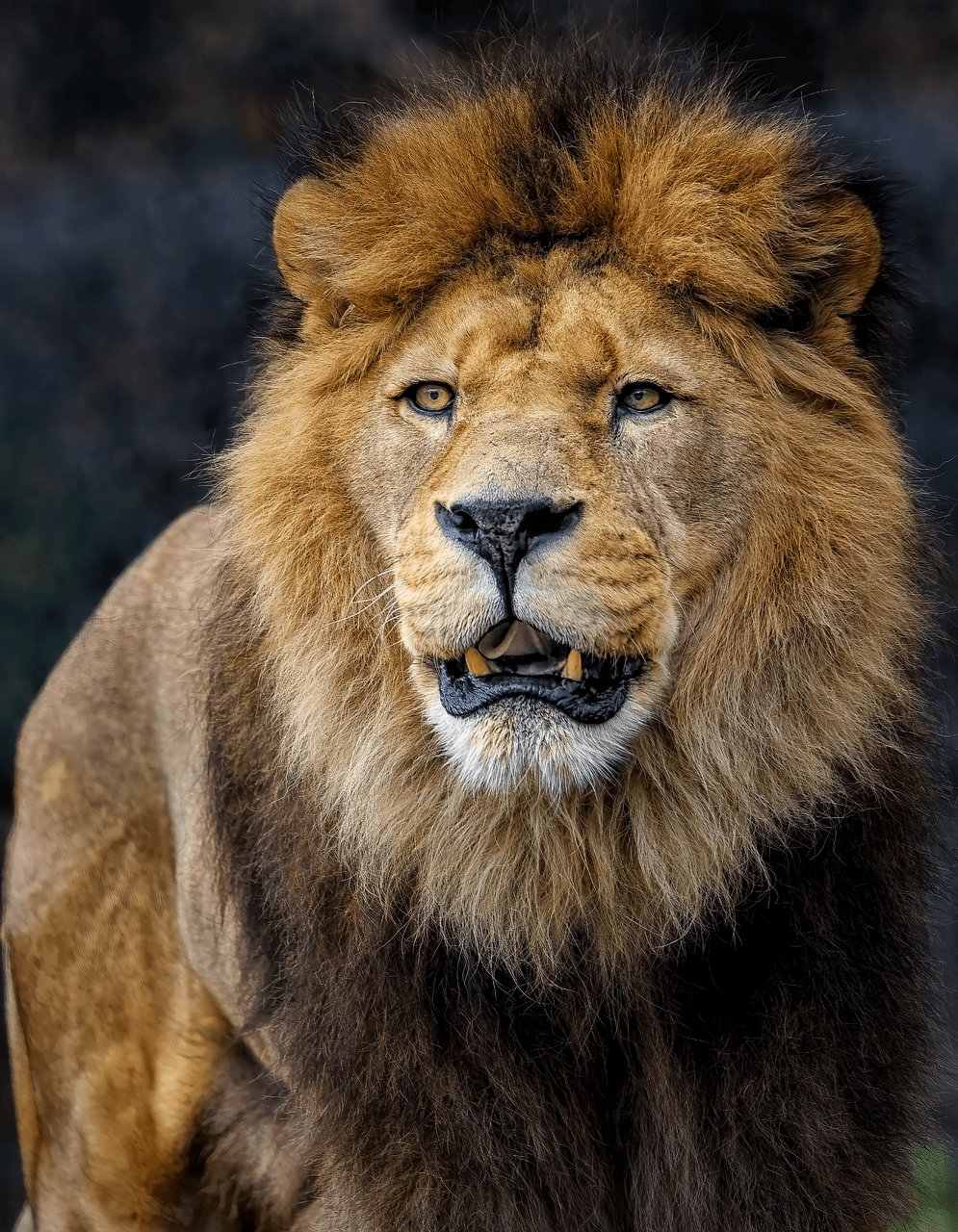 Scarface Lion Wallpapers - Top Free Scarface Lion Backgrounds ...