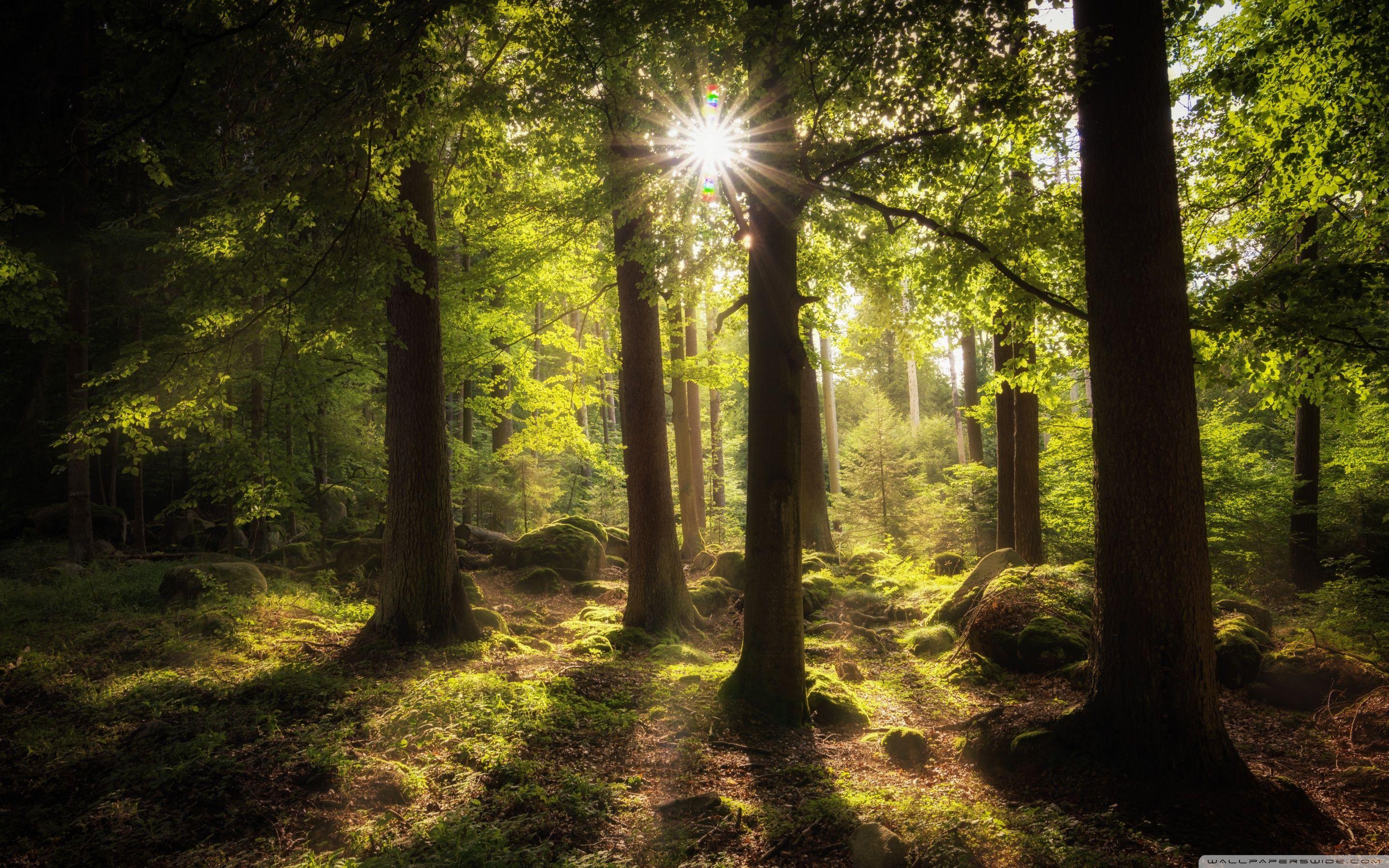 Tree Sunlight Wallpapers - Top Free Tree Sunlight Backgrounds ...