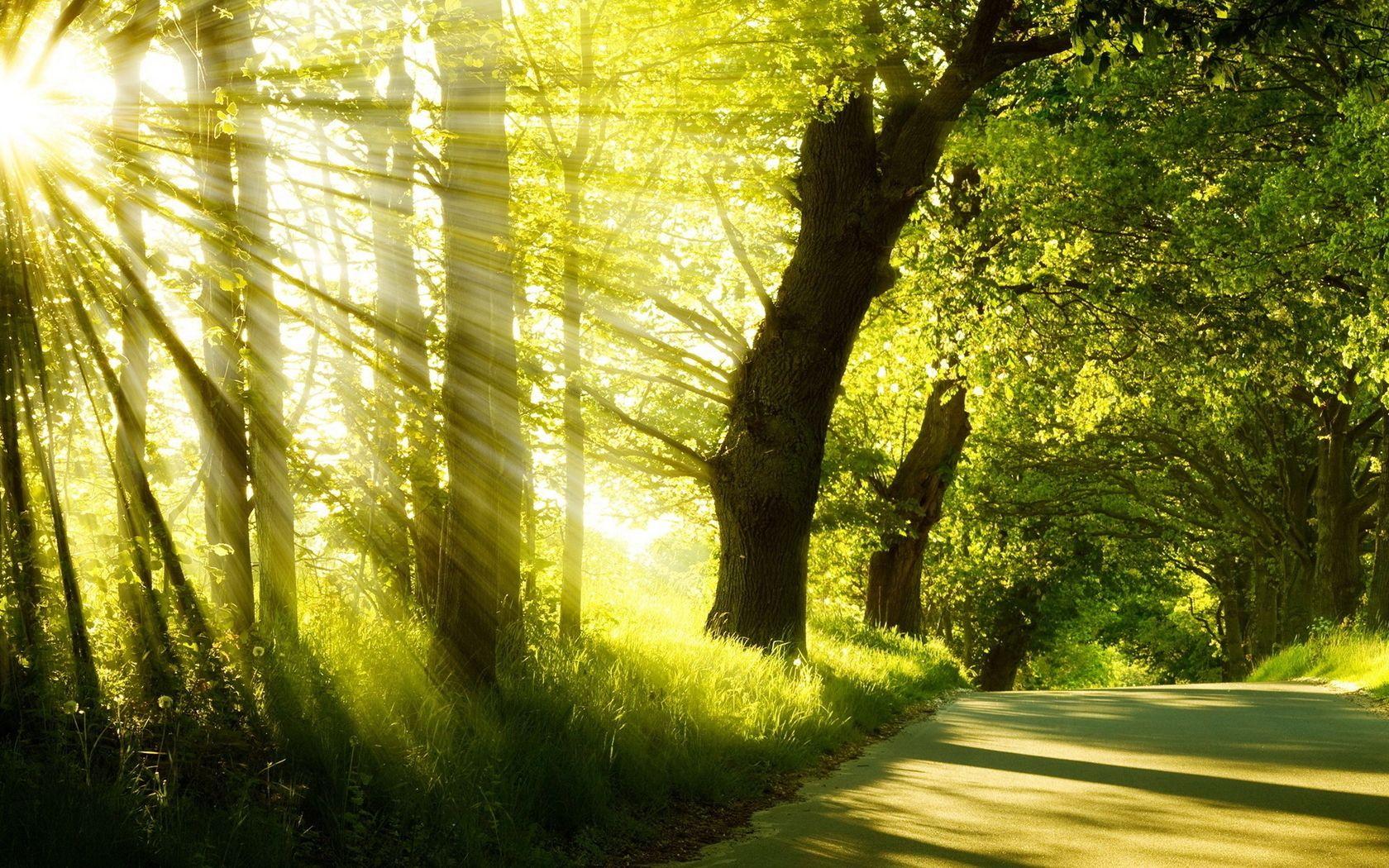 Tree Sunlight Wallpapers - Top Free Tree Sunlight Backgrounds ...