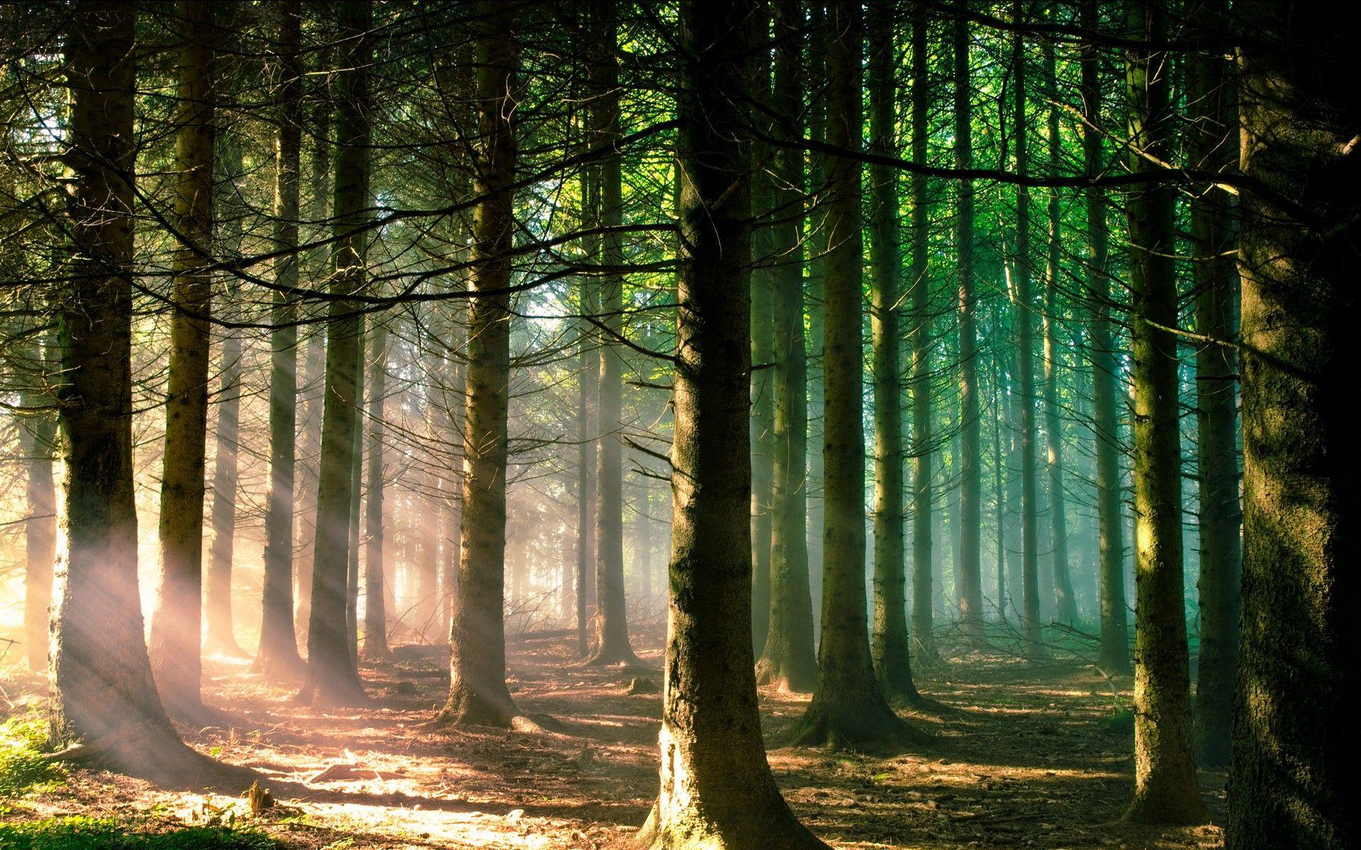 Tree Sunlight Wallpapers - Top Free Tree Sunlight Backgrounds ...