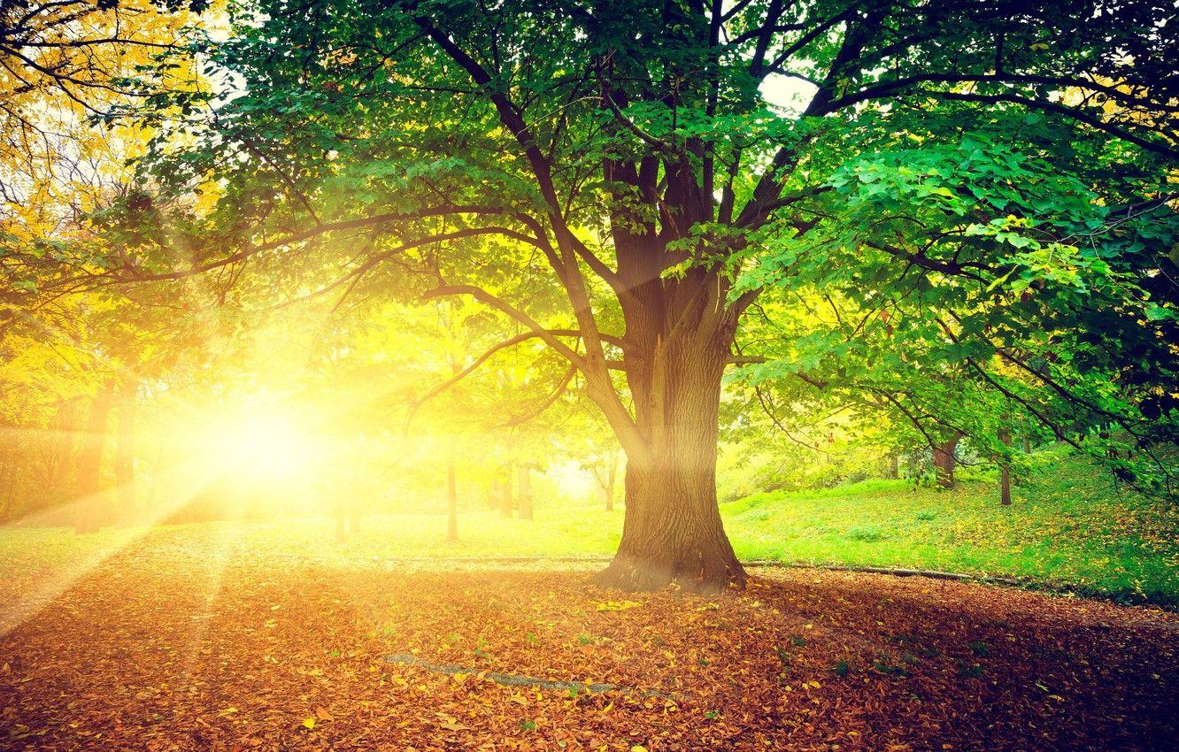 Tree Sunlight Wallpapers - Top Free Tree Sunlight Backgrounds ...