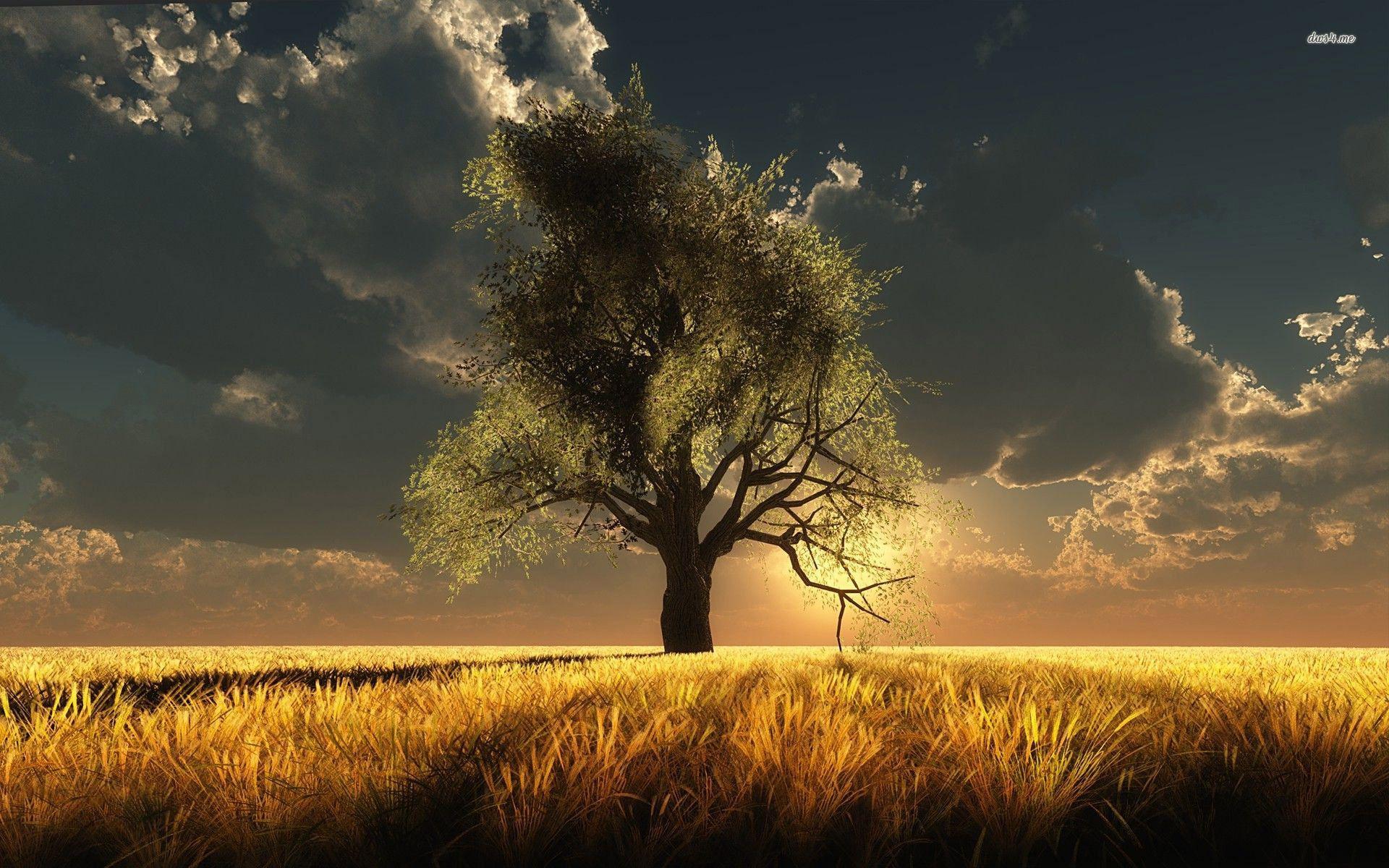 Tree Sunlight Wallpapers - Top Free Tree Sunlight Backgrounds ...
