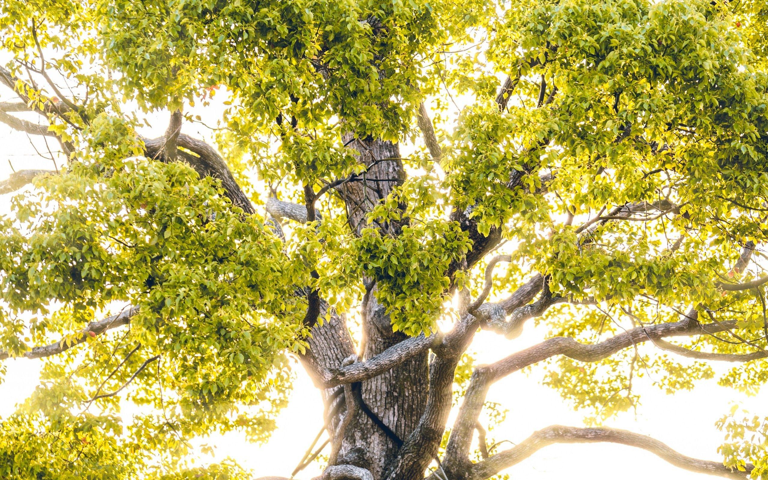 Tree Sunlight Wallpapers - Top Free Tree Sunlight Backgrounds ...