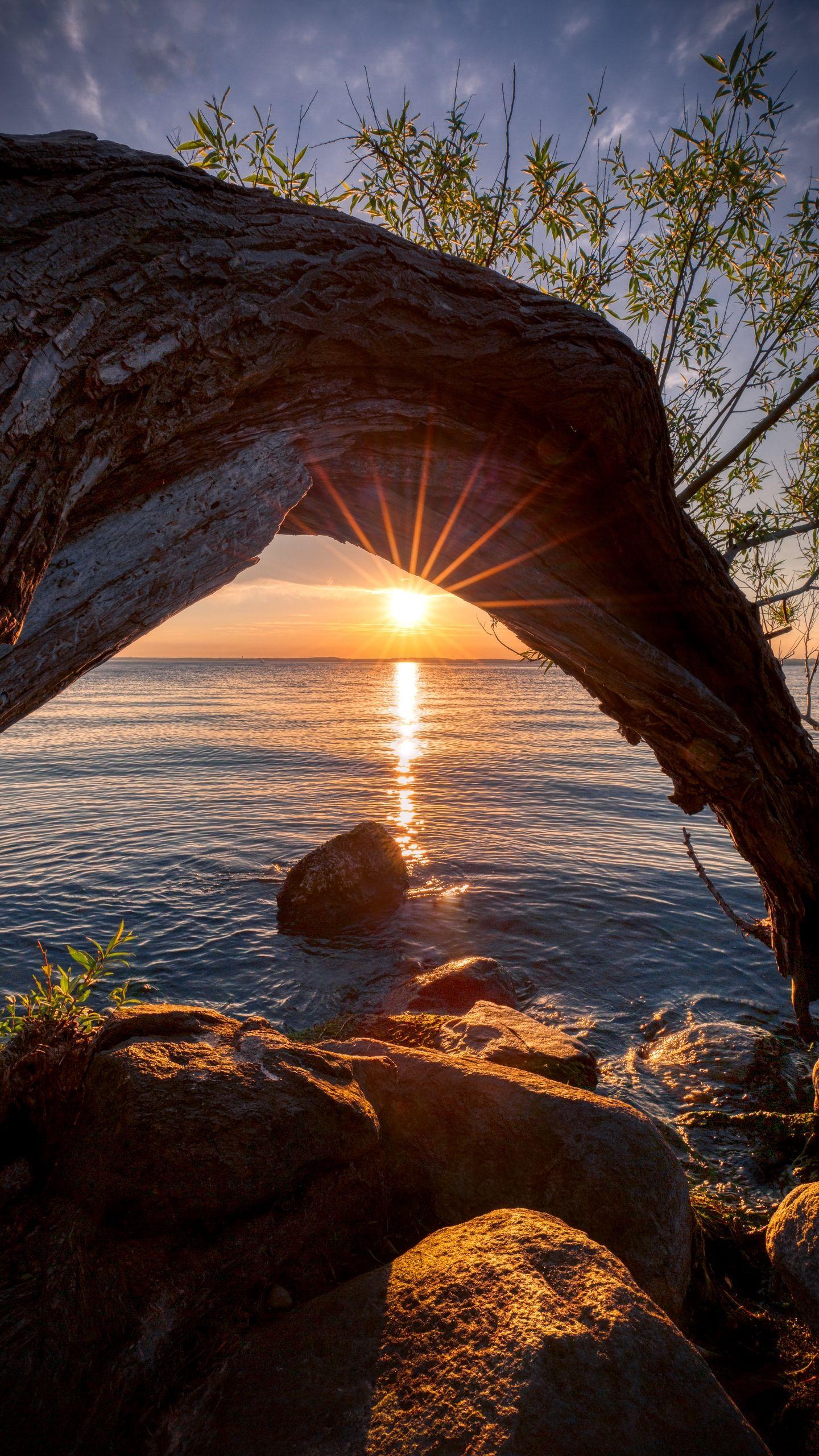 Tree Sunlight Wallpapers - Top Free Tree Sunlight Backgrounds ...