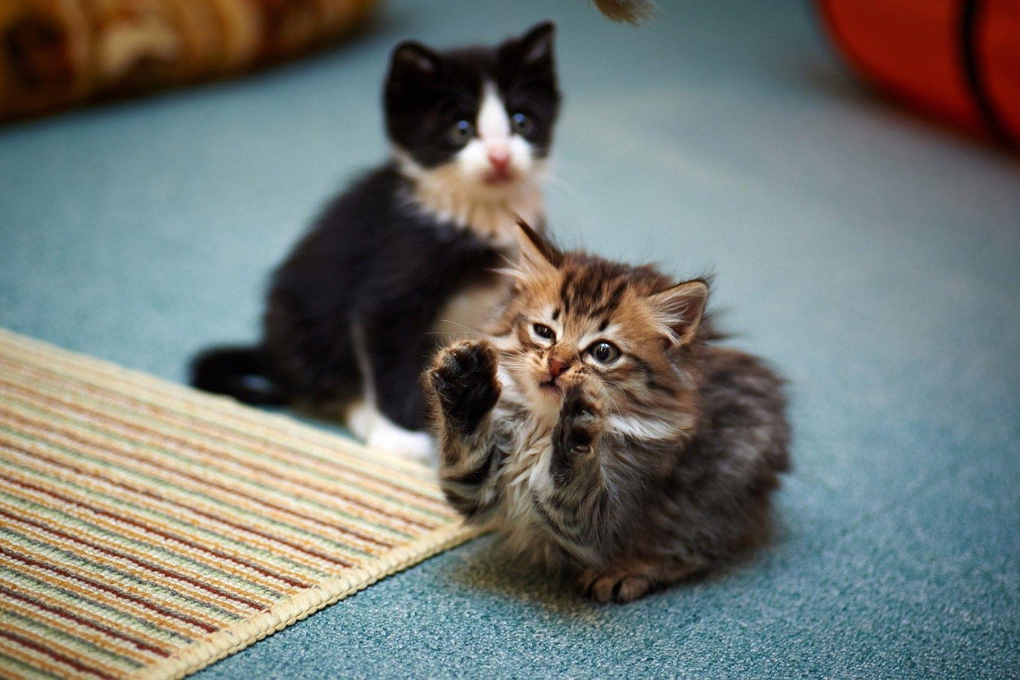 Funny Kitty Wallpapers - Top Free Funny Kitty Backgrounds - WallpaperAccess