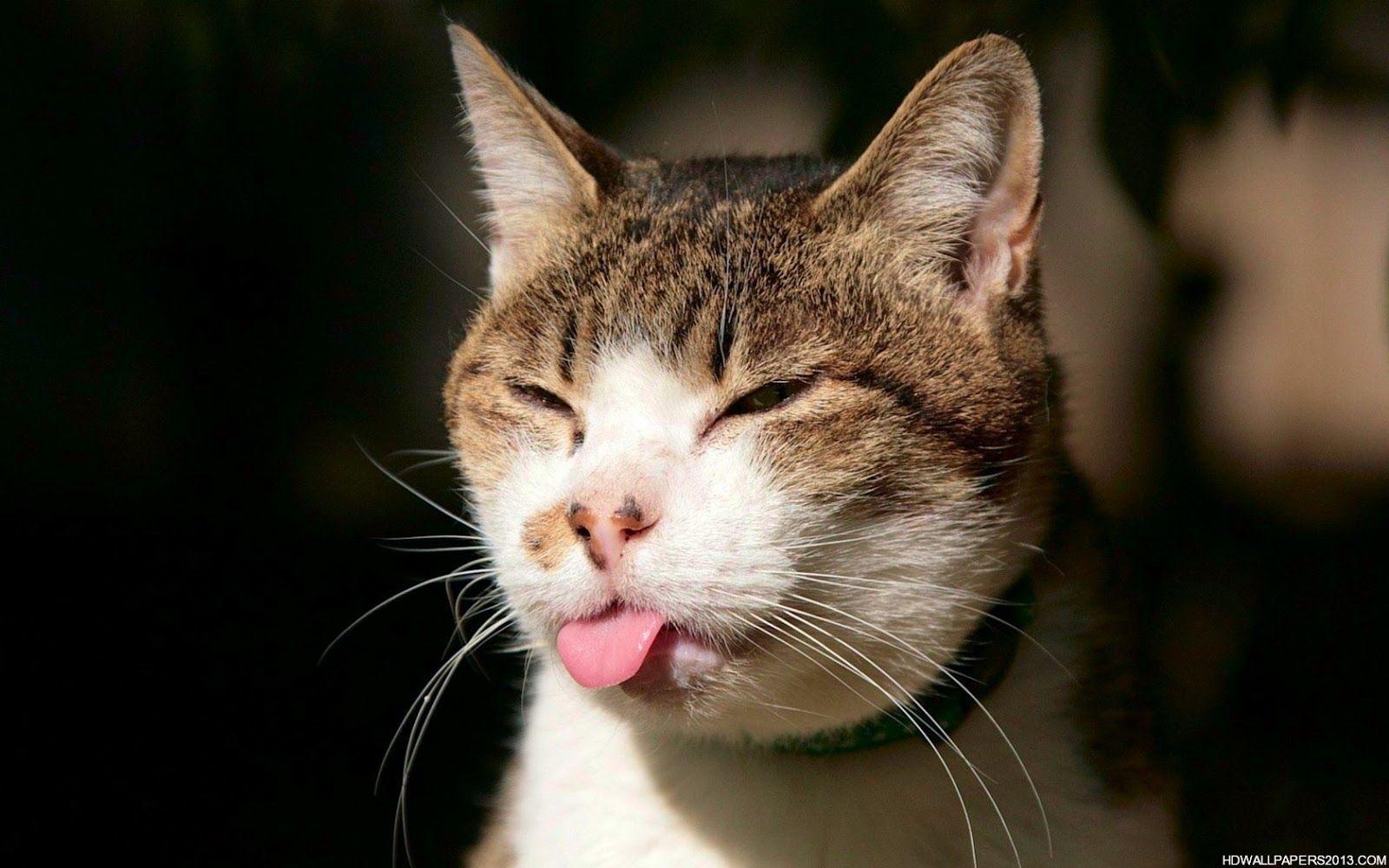 Funny Kitty Wallpapers - Top Free Funny Kitty Backgrounds - WallpaperAccess