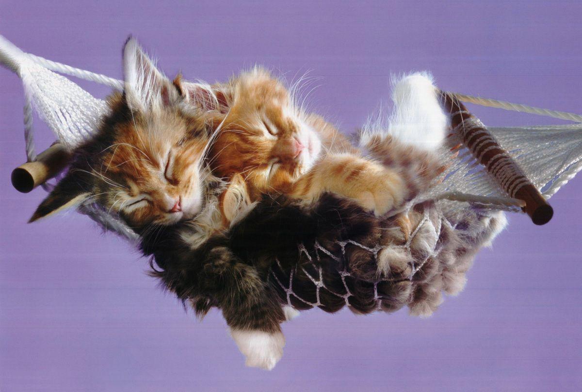 Funny Kitty Wallpapers - Top Free Funny Kitty Backgrounds - WallpaperAccess