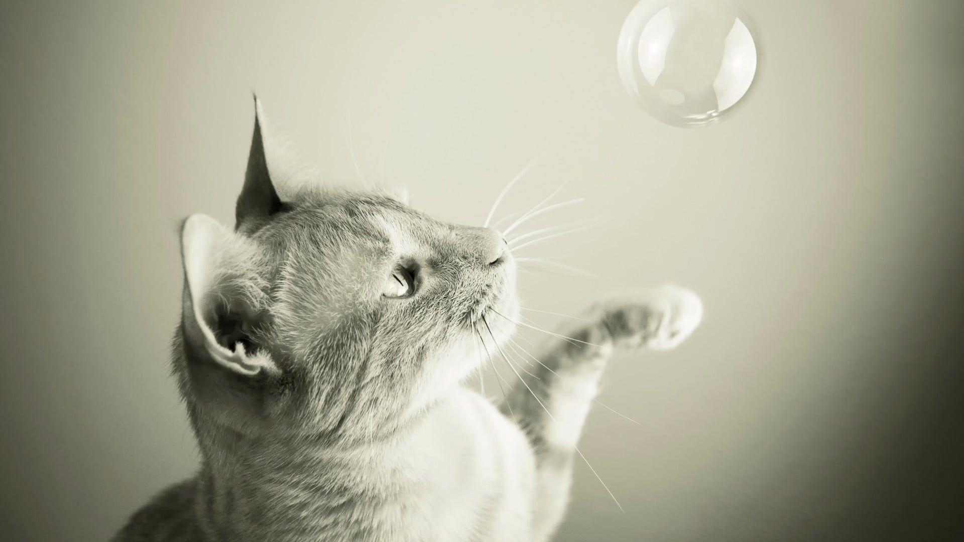 Cat and Bubbles Wallpapers - Top Free Cat and Bubbles Backgrounds ...