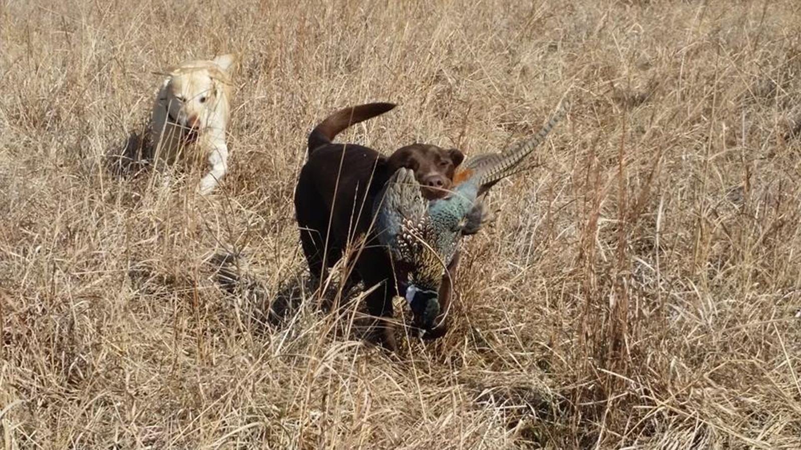 Upland Bird Hunting Wallpapers - Top Free Upland Bird Hunting ...