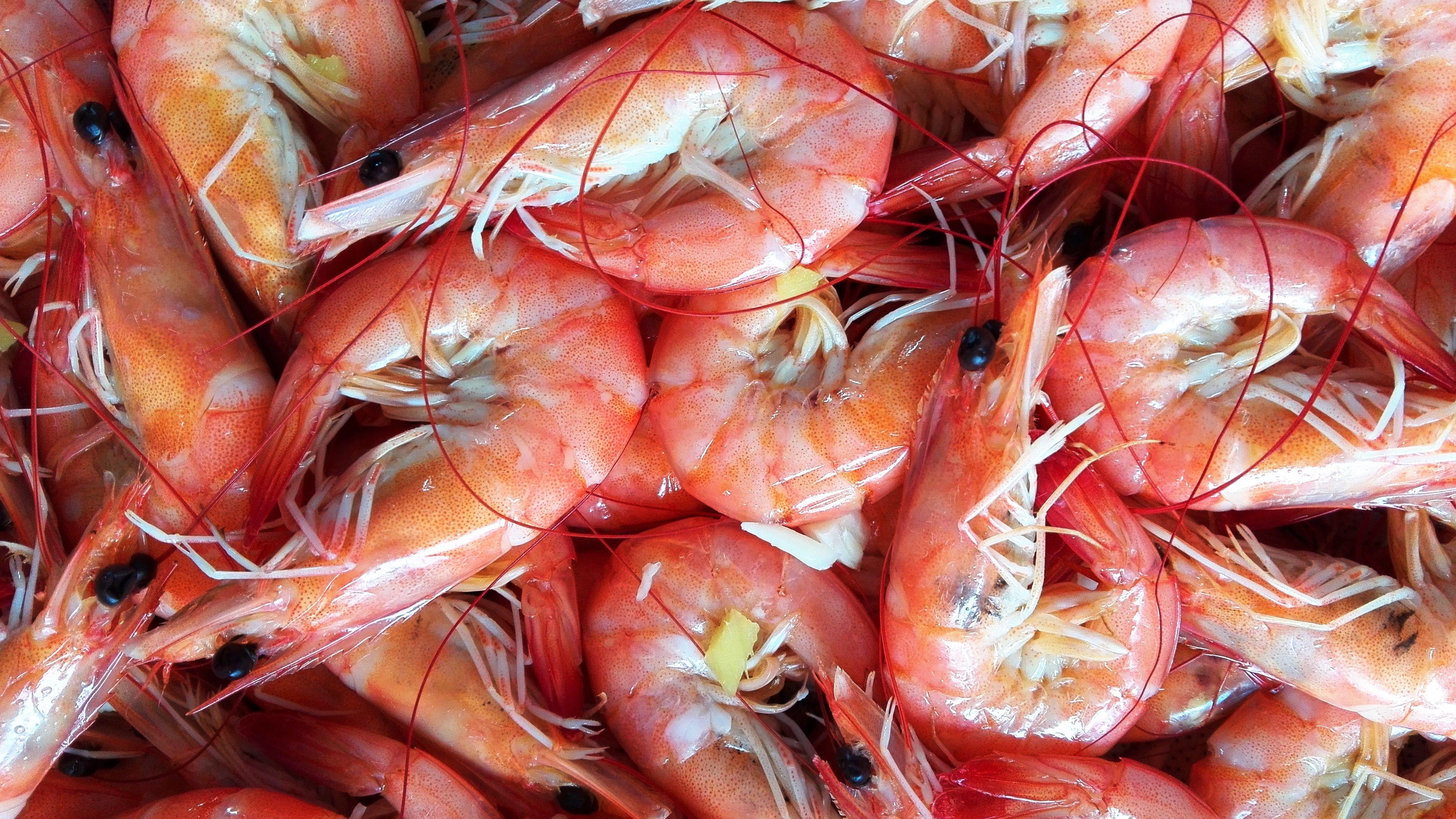 Shrimp Wallpapers - Top Free Shrimp Backgrounds - WallpaperAccess