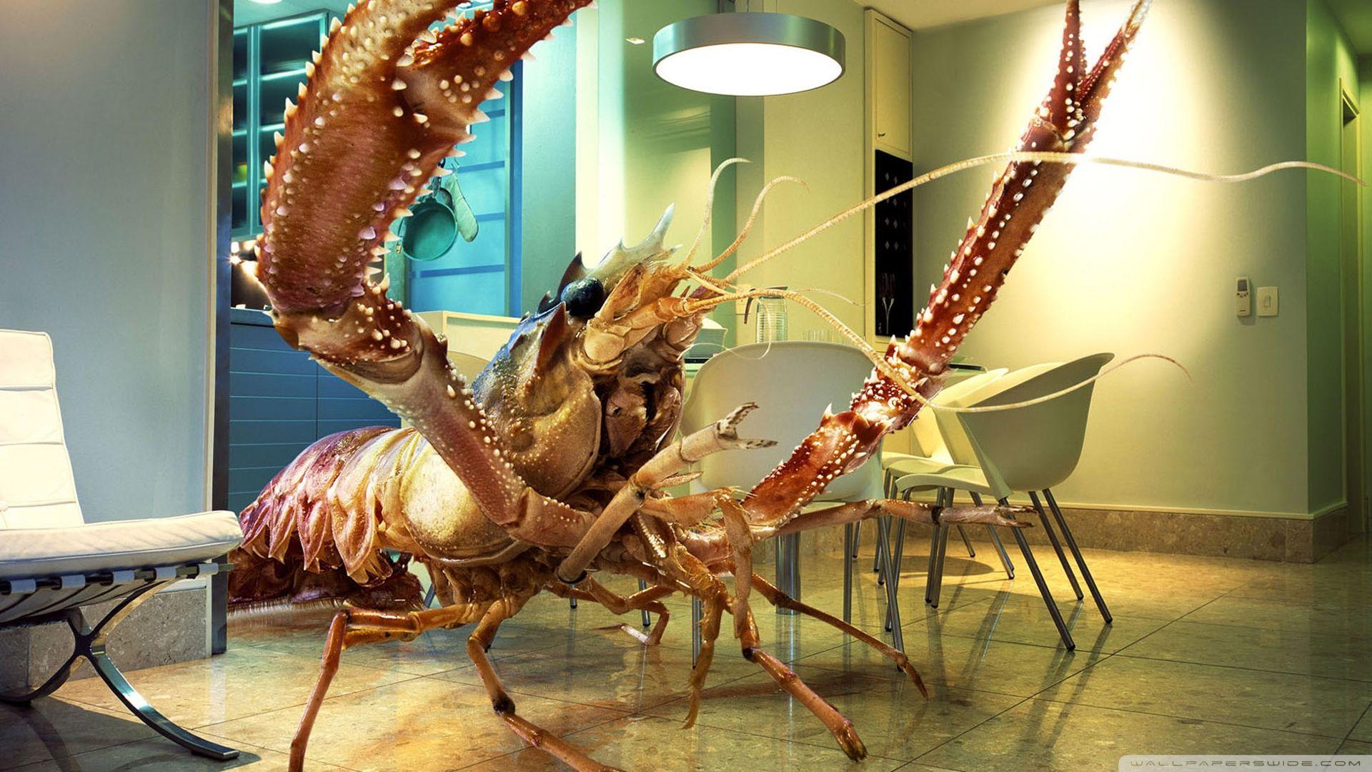 Shrimp Wallpapers - Top Free Shrimp Backgrounds - WallpaperAccess