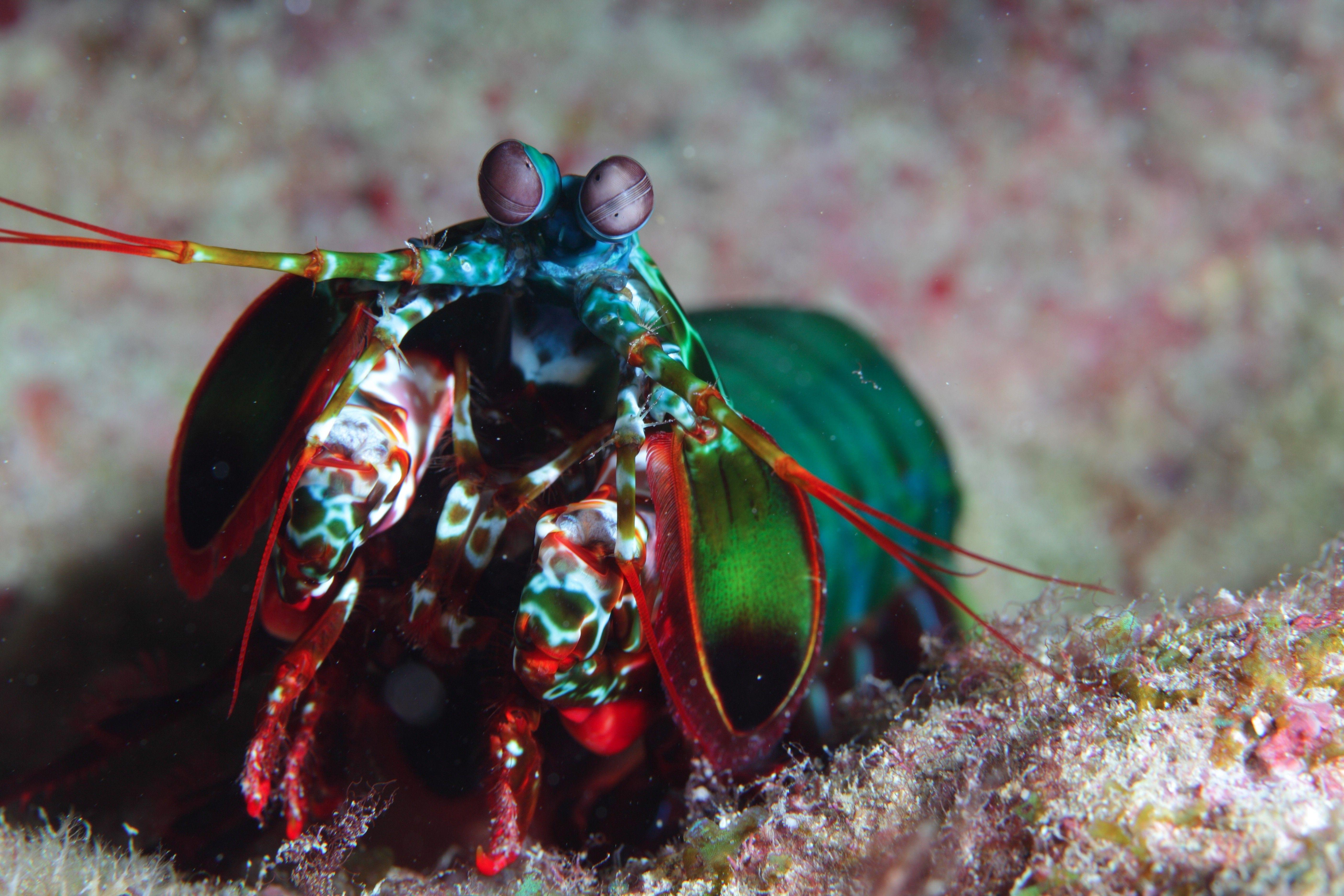 Shrimp Wallpapers - Top Free Shrimp Backgrounds - WallpaperAccess