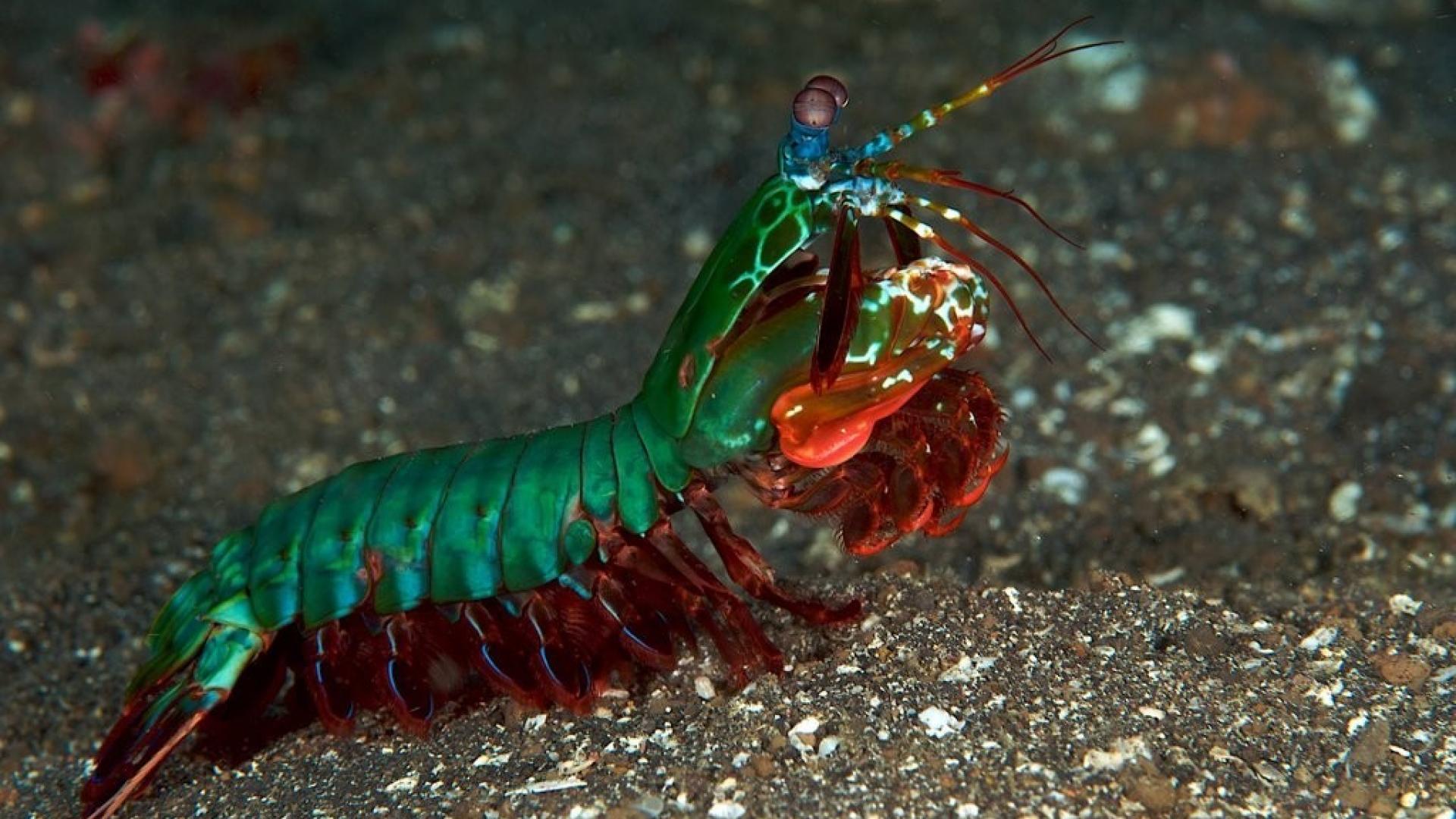 Shrimp Wallpapers - Top Free Shrimp Backgrounds - WallpaperAccess