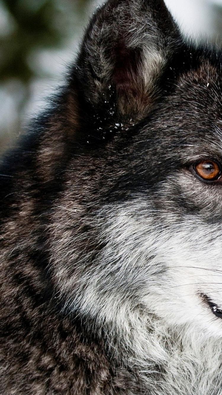 Wild Wolf Wallpapers - Top Những Hình Ảnh Đẹp