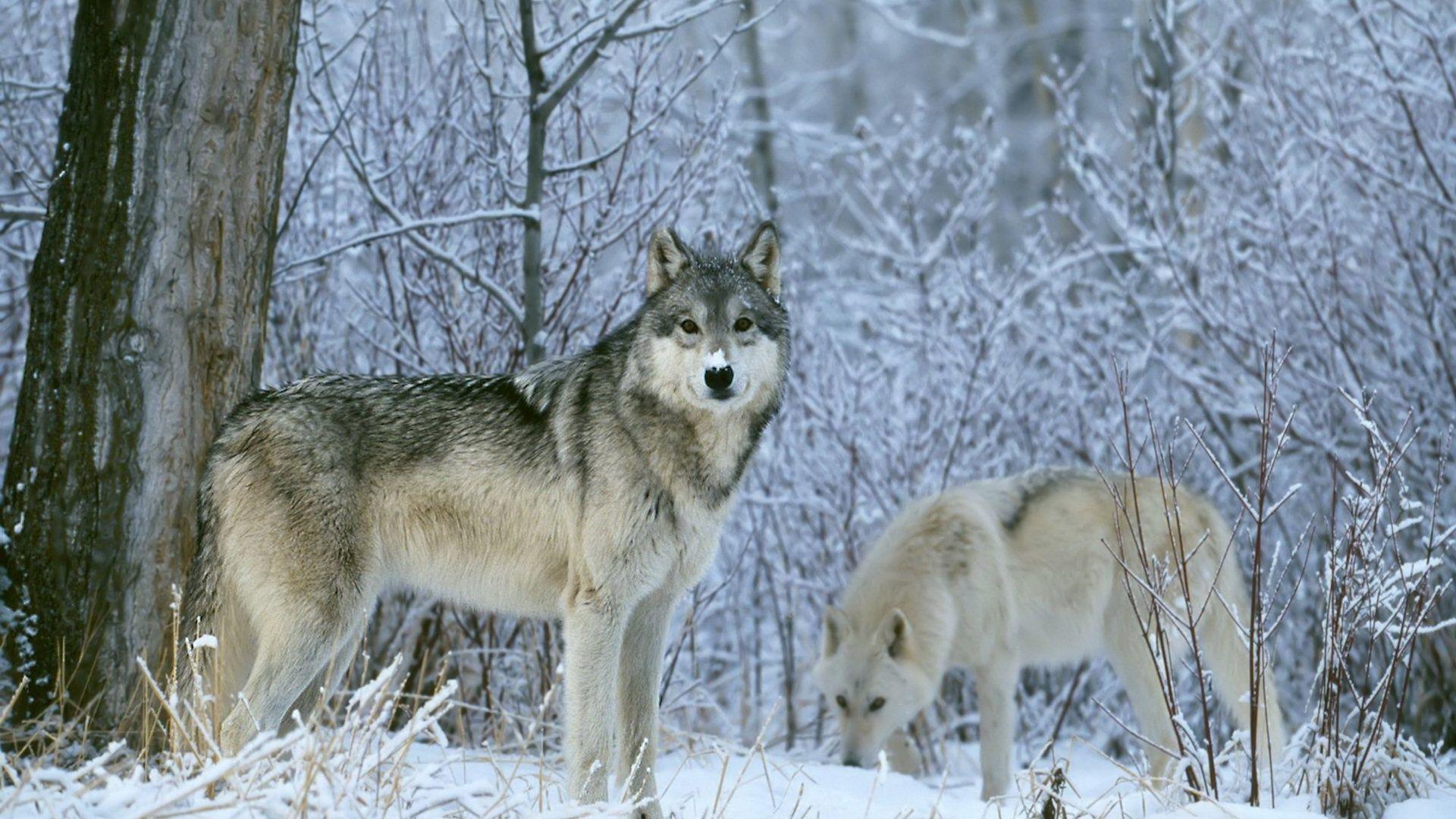 Wild Wolf Wallpapers - Top Free Wild Wolf Backgrounds - WallpaperAccess