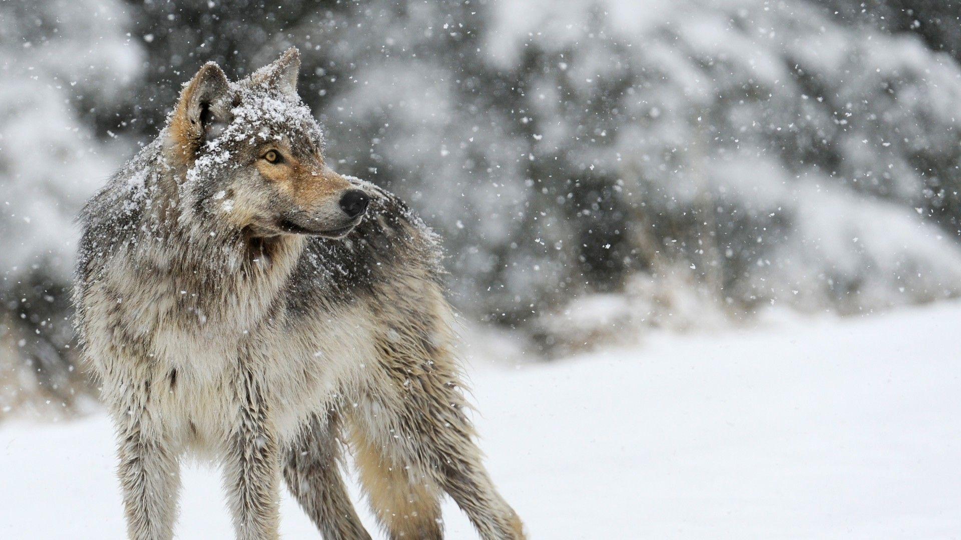Wild Wolf Wallpapers - Top Free Wild Wolf Backgrounds - WallpaperAccess