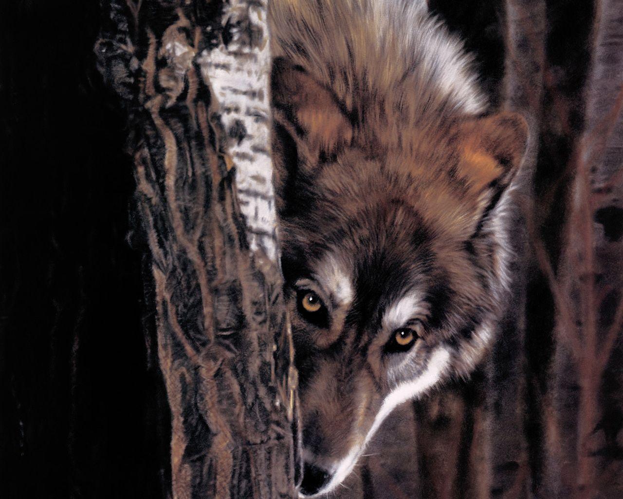 Twilight Wolf Wallpapers - Top Free Twilight Wolf Backgrounds ...