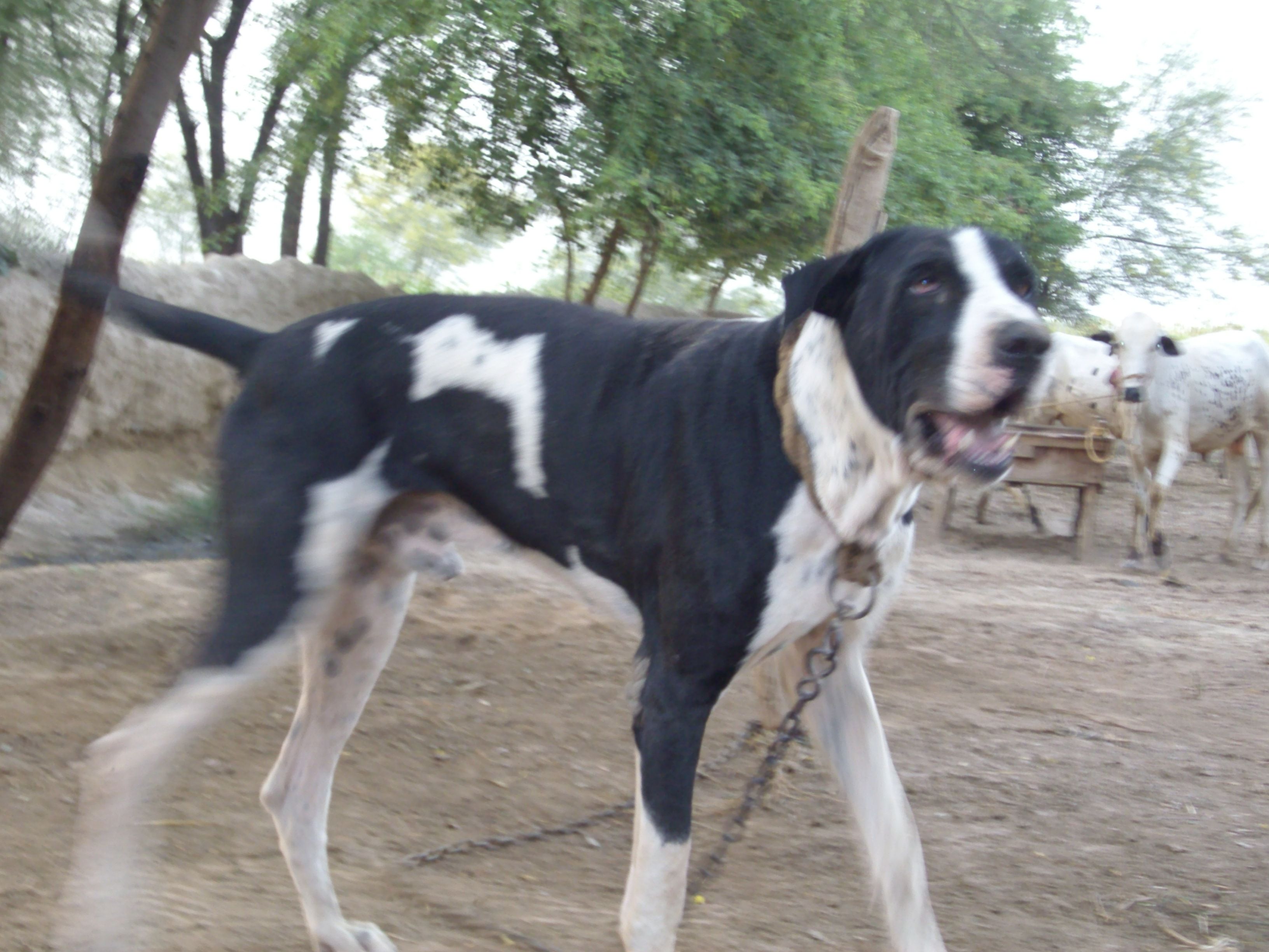 Bully Kutta Wallpapers - Top Free Bully Kutta Backgrounds - WallpaperAccess