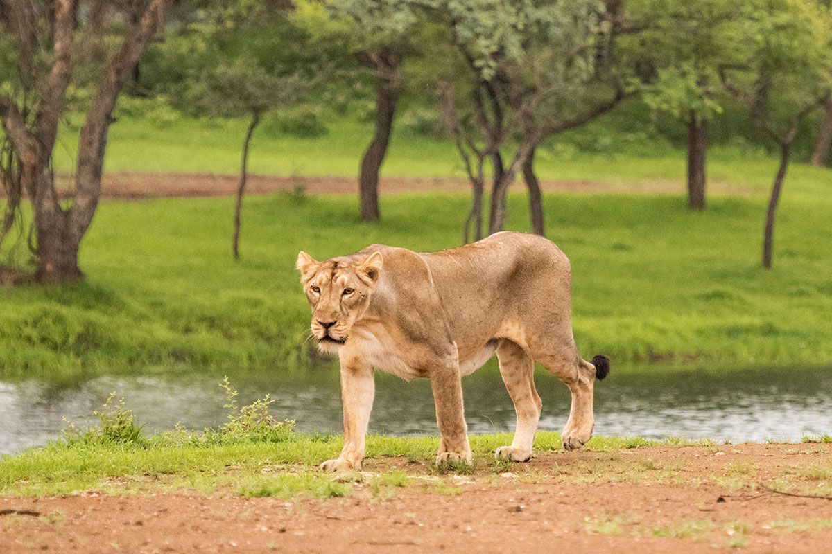 Sasan Gir Wallpapers - Top Free Sasan Gir Backgrounds - WallpaperAccess