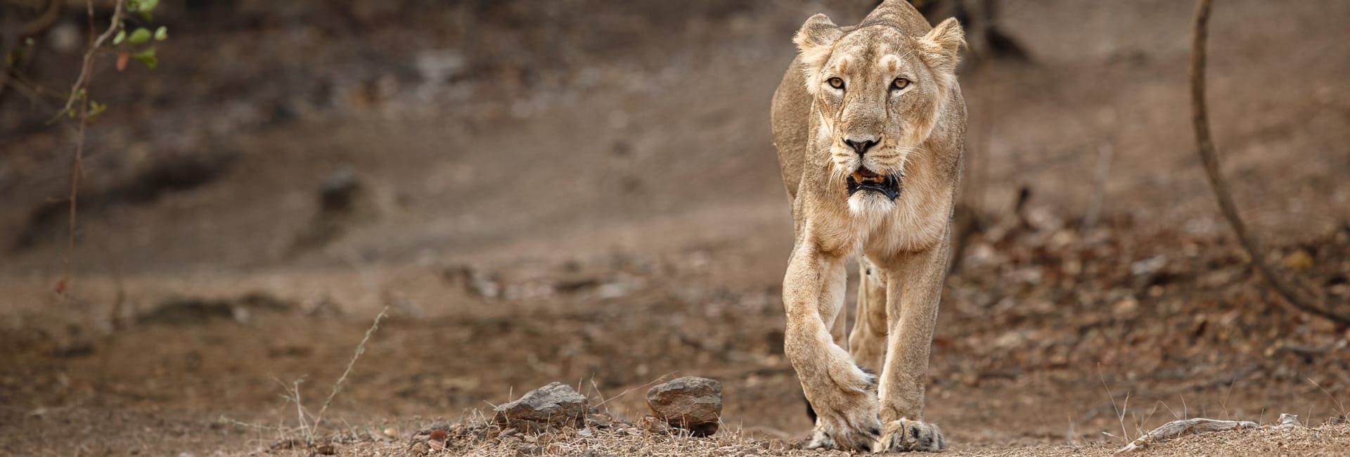 Sasan Gir Wallpapers - Top Free Sasan Gir Backgrounds - WallpaperAccess
