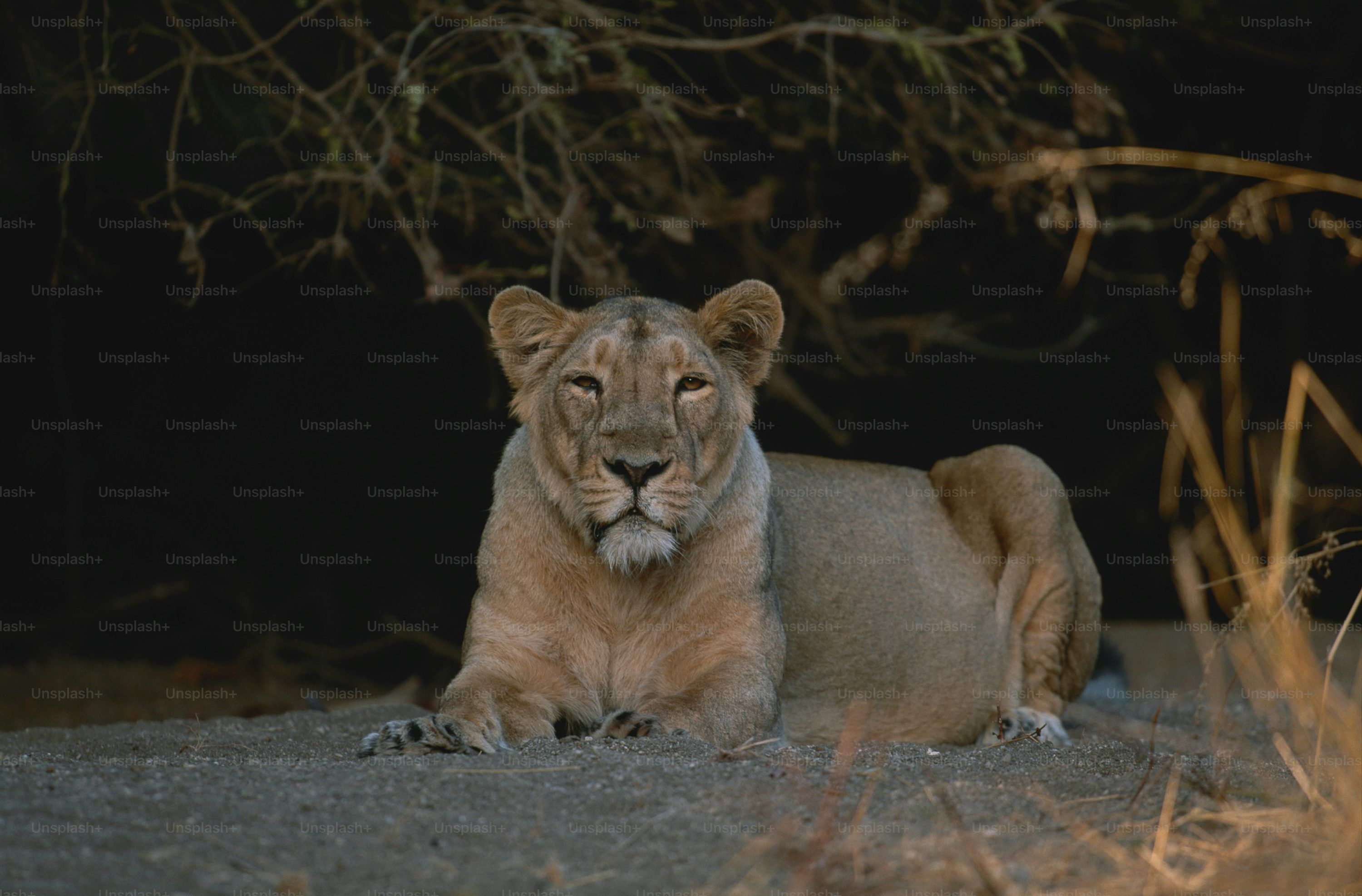 Sasan Gir Wallpapers - Top Free Sasan Gir Backgrounds - WallpaperAccess