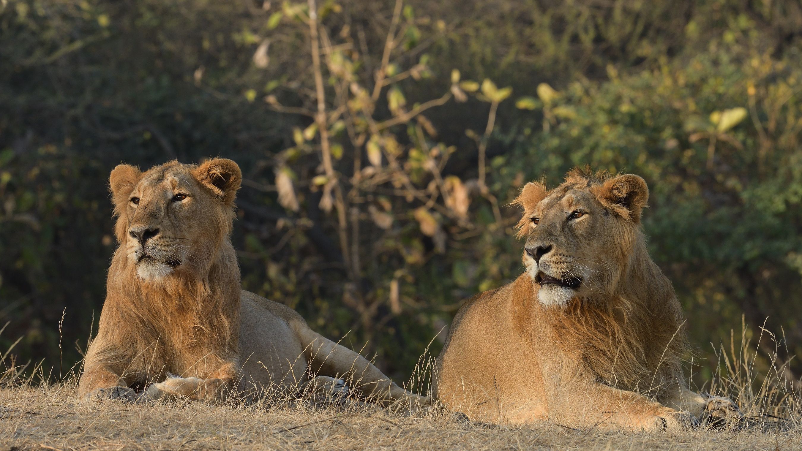 Sasan Gir Wallpapers - Top Free Sasan Gir Backgrounds - WallpaperAccess