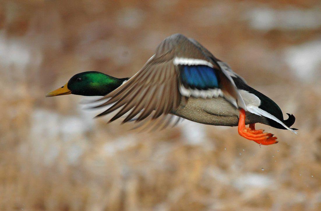 Mallard Ducks Wallpapers - Top Free Mallard Ducks Backgrounds ...