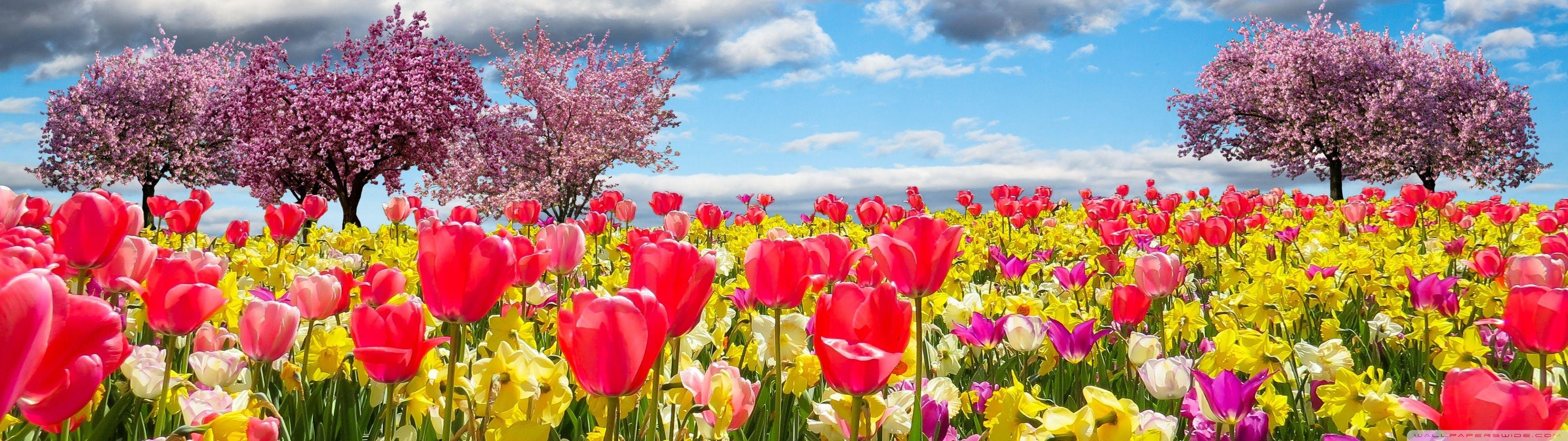 Spring Dual Monitor Wallpapers - Top Free Spring Dual Monitor ...