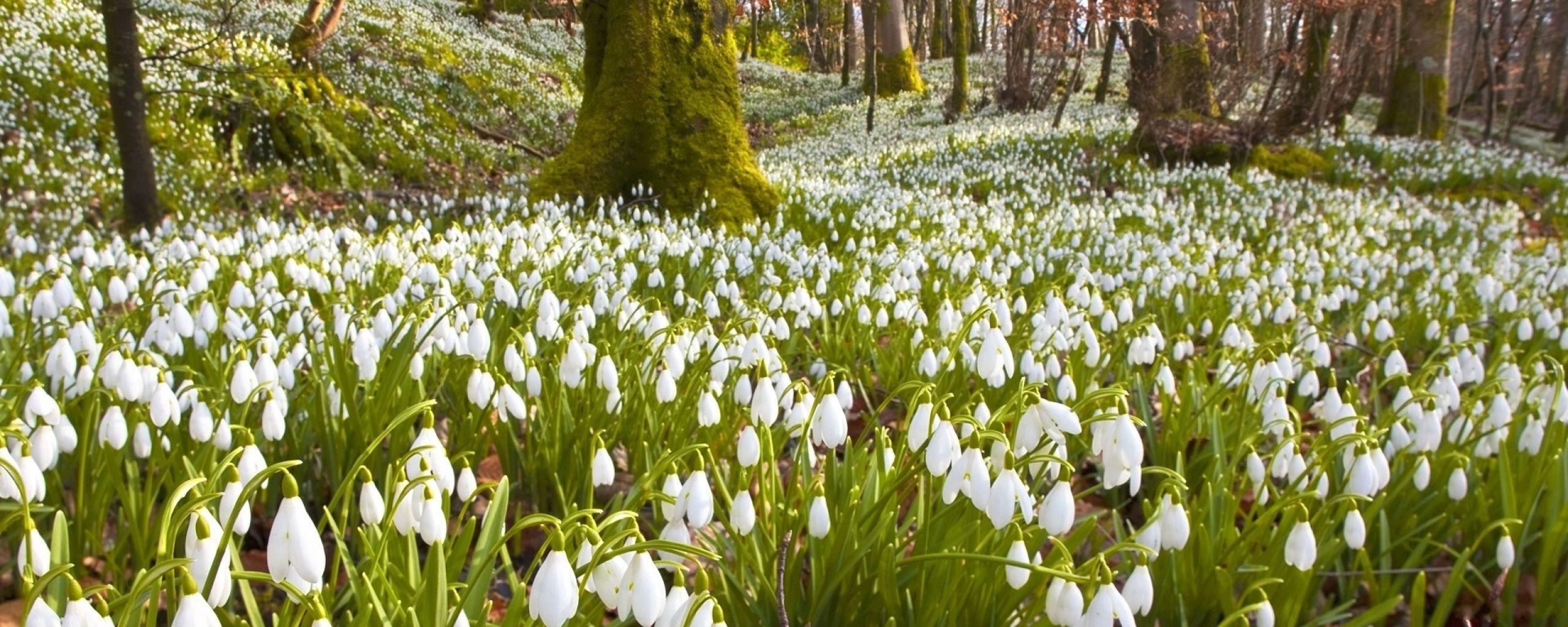 Spring Dual Monitor Wallpapers - Top Free Spring Dual Monitor ...