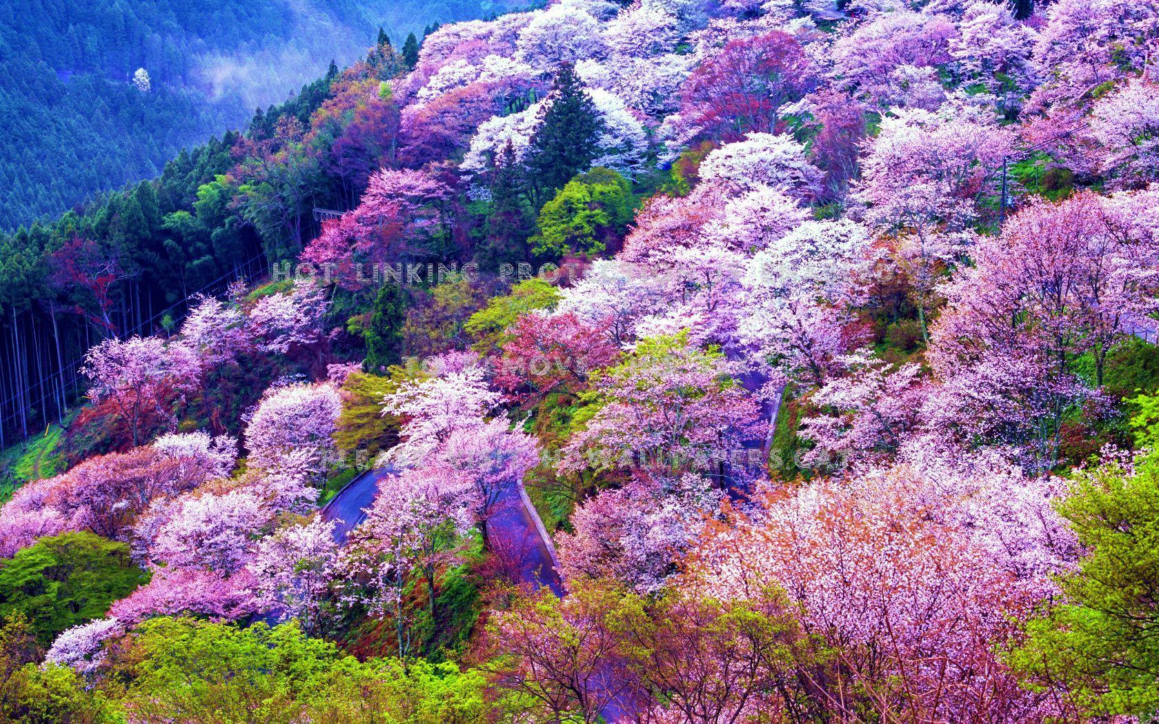Japanese Spring Wallpapers - Top Free Japanese Spring Backgrounds ...