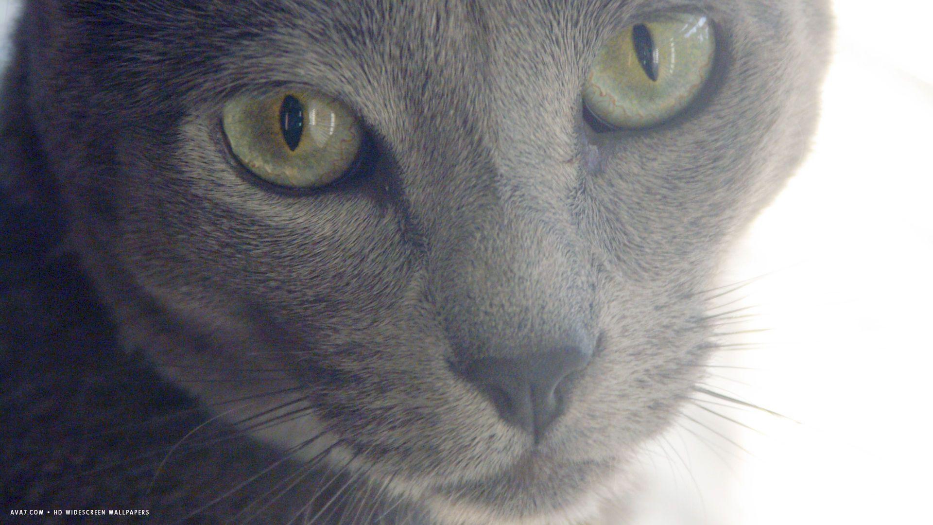 Russian Blue Wallpapers - Top Free Russian Blue Backgrounds ...
