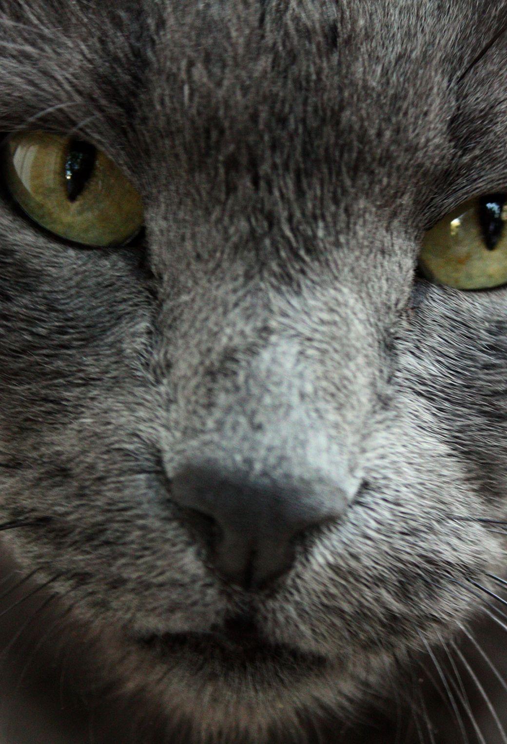 Russian Blue Wallpapers - Top Free Russian Blue Backgrounds ...