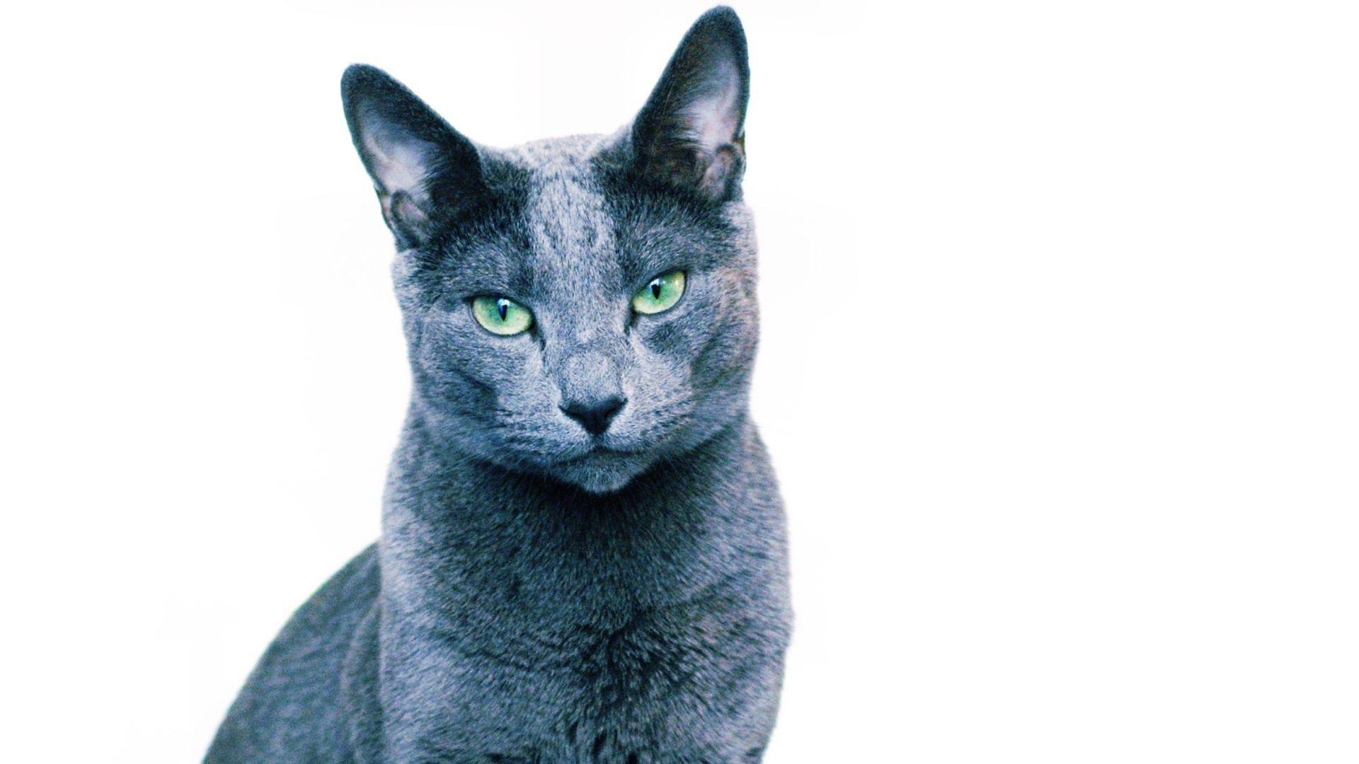 Russian Blue Wallpapers - Top Free Russian Blue Backgrounds ...