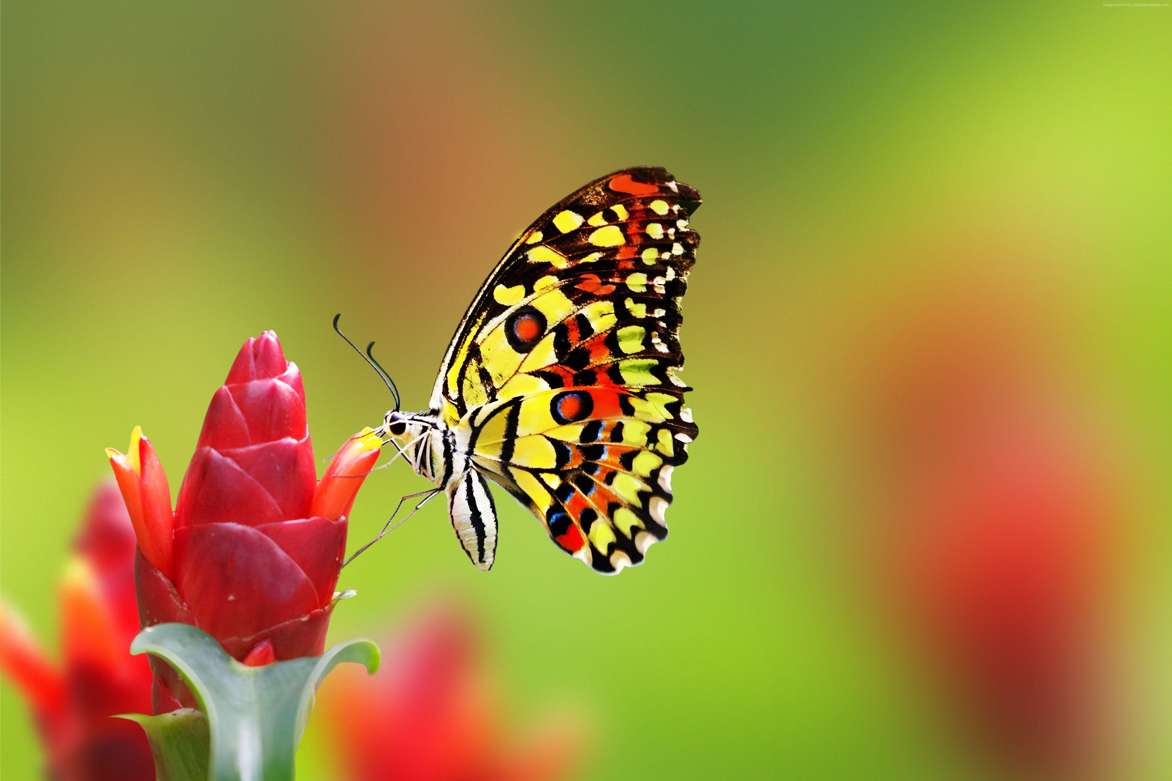 Butterfly 4k Wallpapers - Top Free Butterfly 4k Backgrounds ...