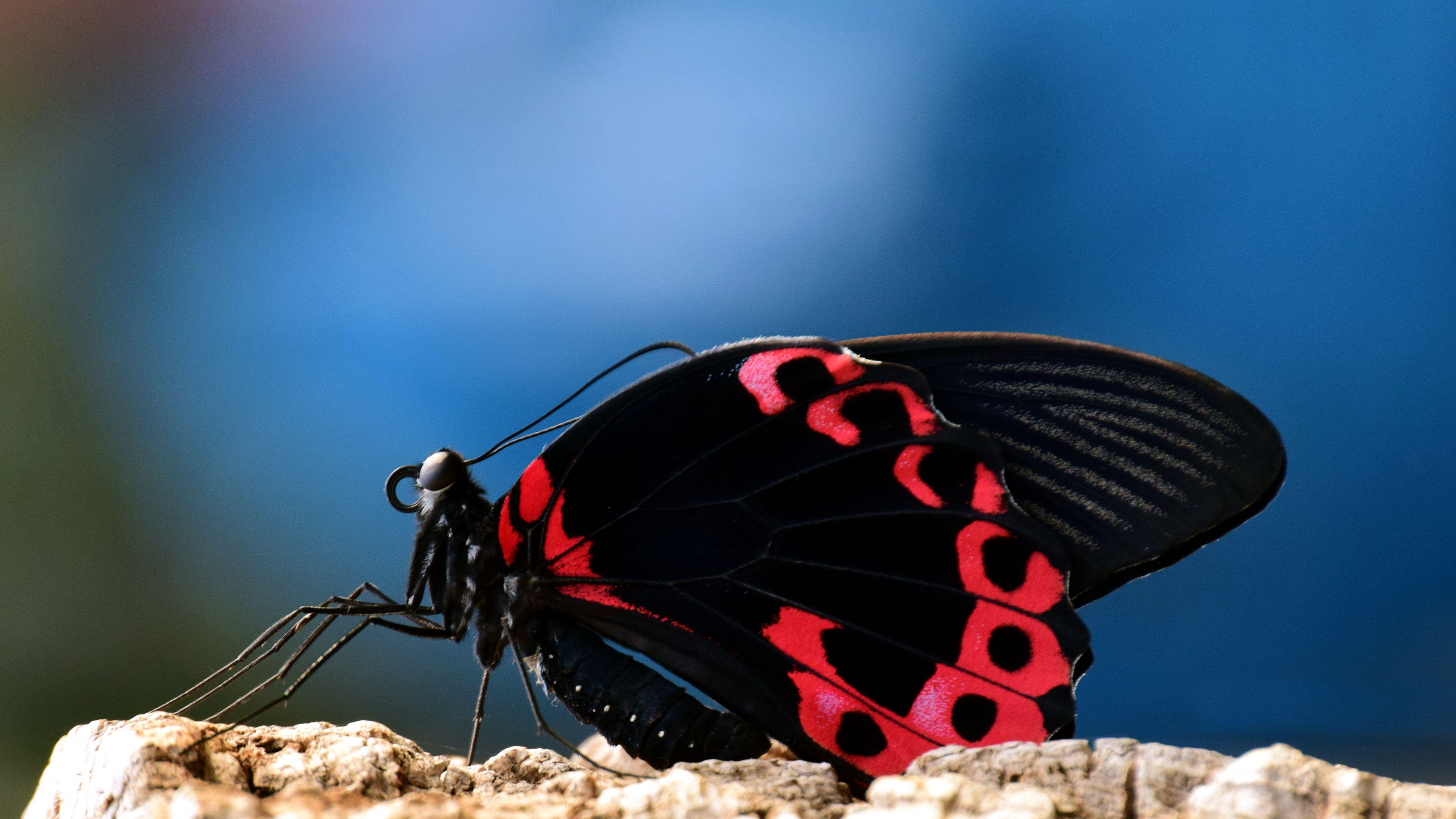Butterfly 4k Wallpapers - Top Free Butterfly 4k Backgrounds ...