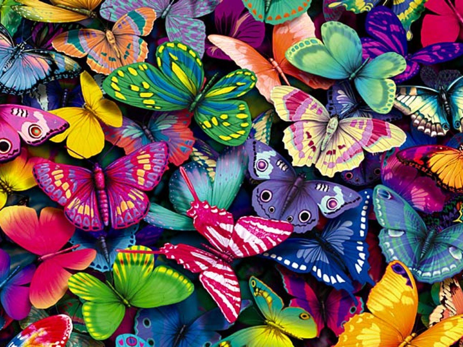 Butterfly 4k Wallpapers - Top Free Butterfly 4k Backgrounds ...