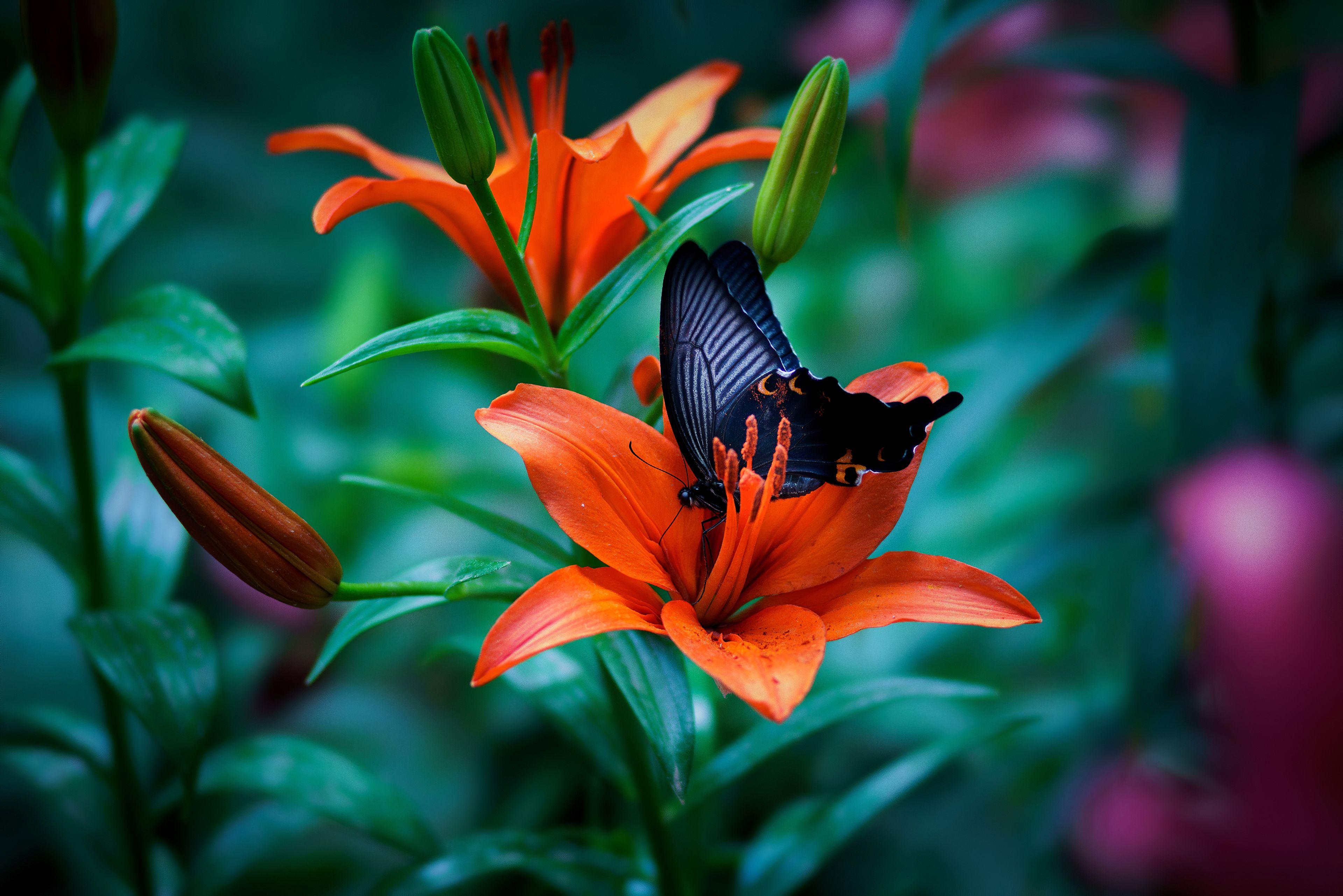 Butterfly 4k Wallpapers - Top Free Butterfly 4k Backgrounds ...