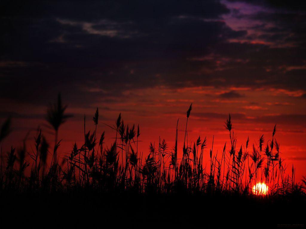 Setting Sun Wallpapers - Top Free Setting Sun Backgrounds - WallpaperAccess